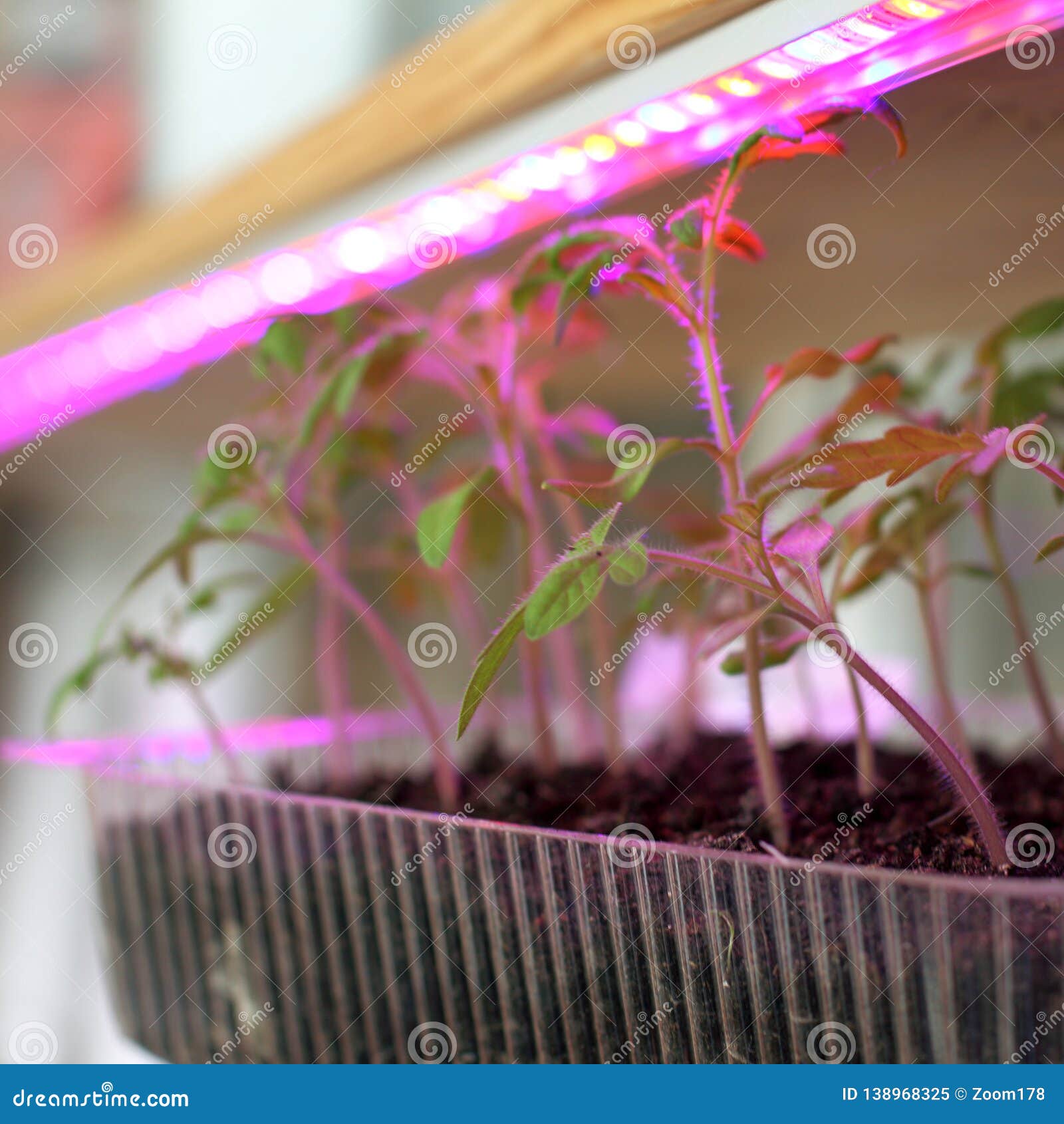 Accelerated growth stock image. Image of blue, leaf - 138968325