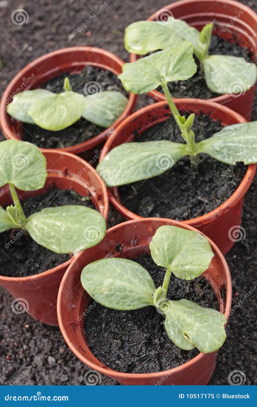Vegetable Seedlings Closeup in Pots Stock Image - Image of leaf ...
