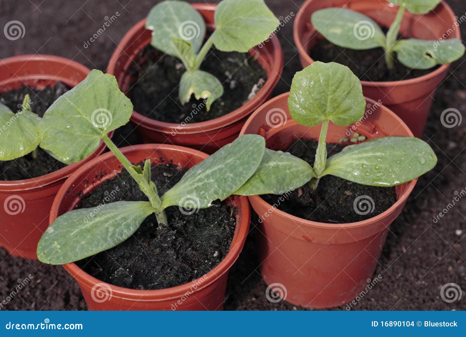 Vegetable Seedlings Closeup in Pots Stock Photo - Image of organic ...