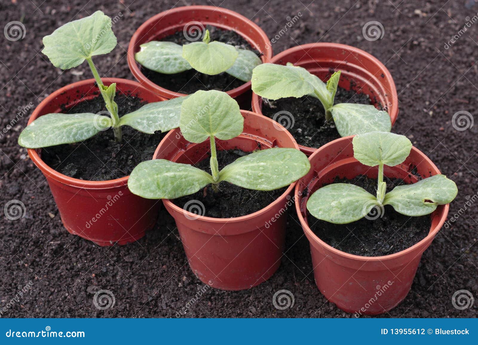 Vegetable Seedlings Growing in Pots in Spring Stock Photo - Image of ...