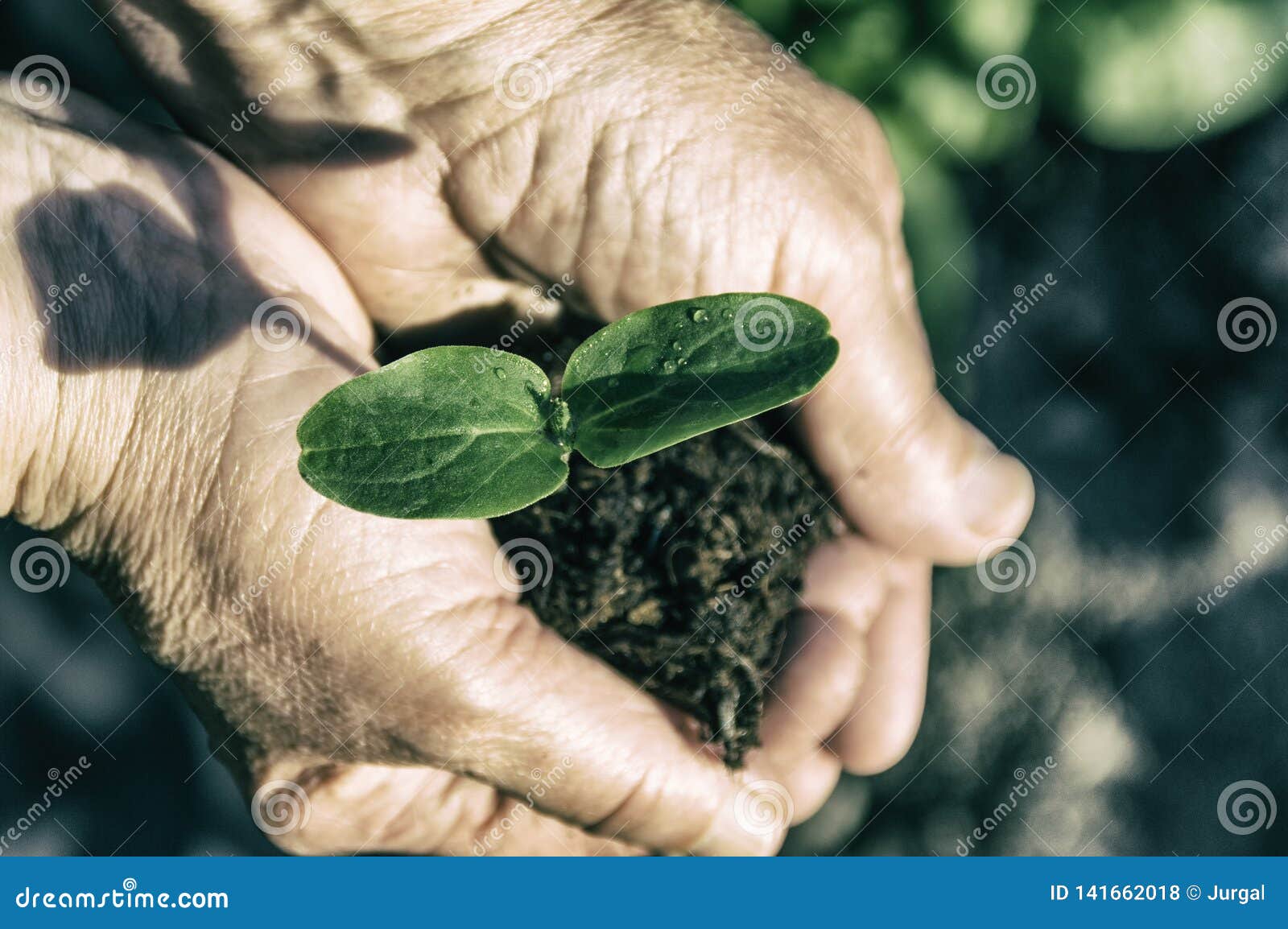 Plant in hands stock photo. Image of agriculture, fertile - 141662018