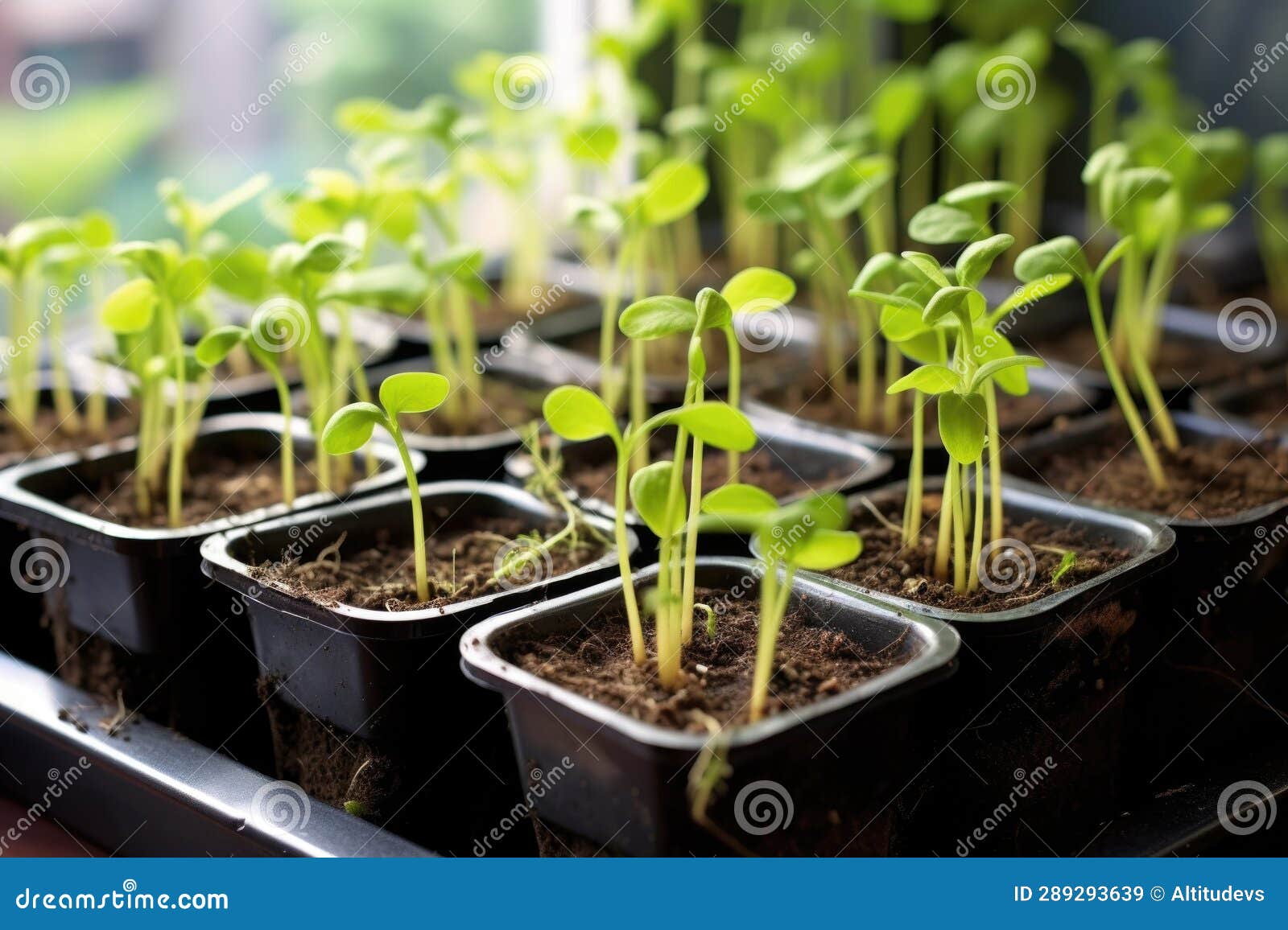 Vegetable Seedlings Ready for Transplanting in Garden Stock Image ...