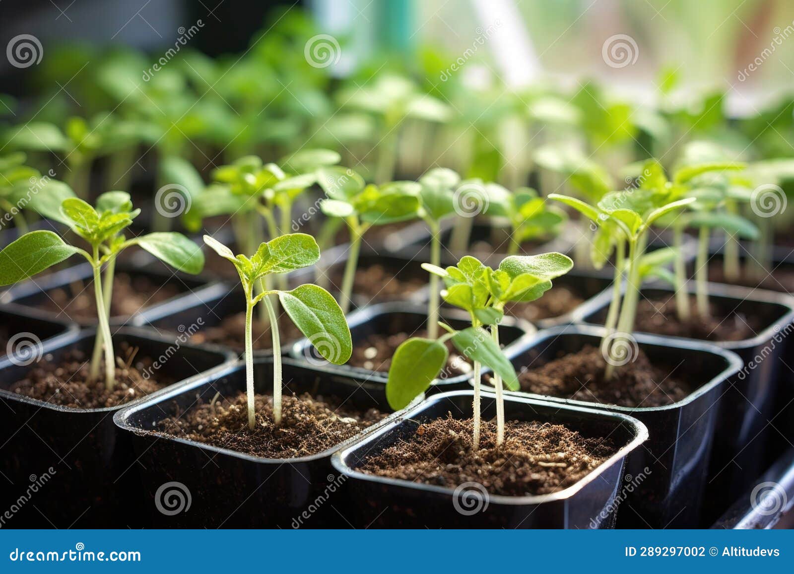 Vegetable Seedlings Ready for Transplanting in Garden Stock Photo ...