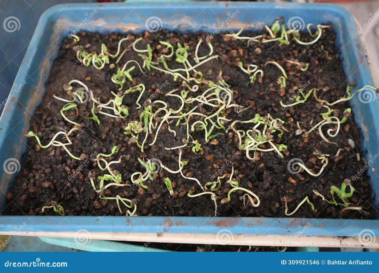 Vegetable Seeds in a Container Editorial Photo - Image of wildflower ...