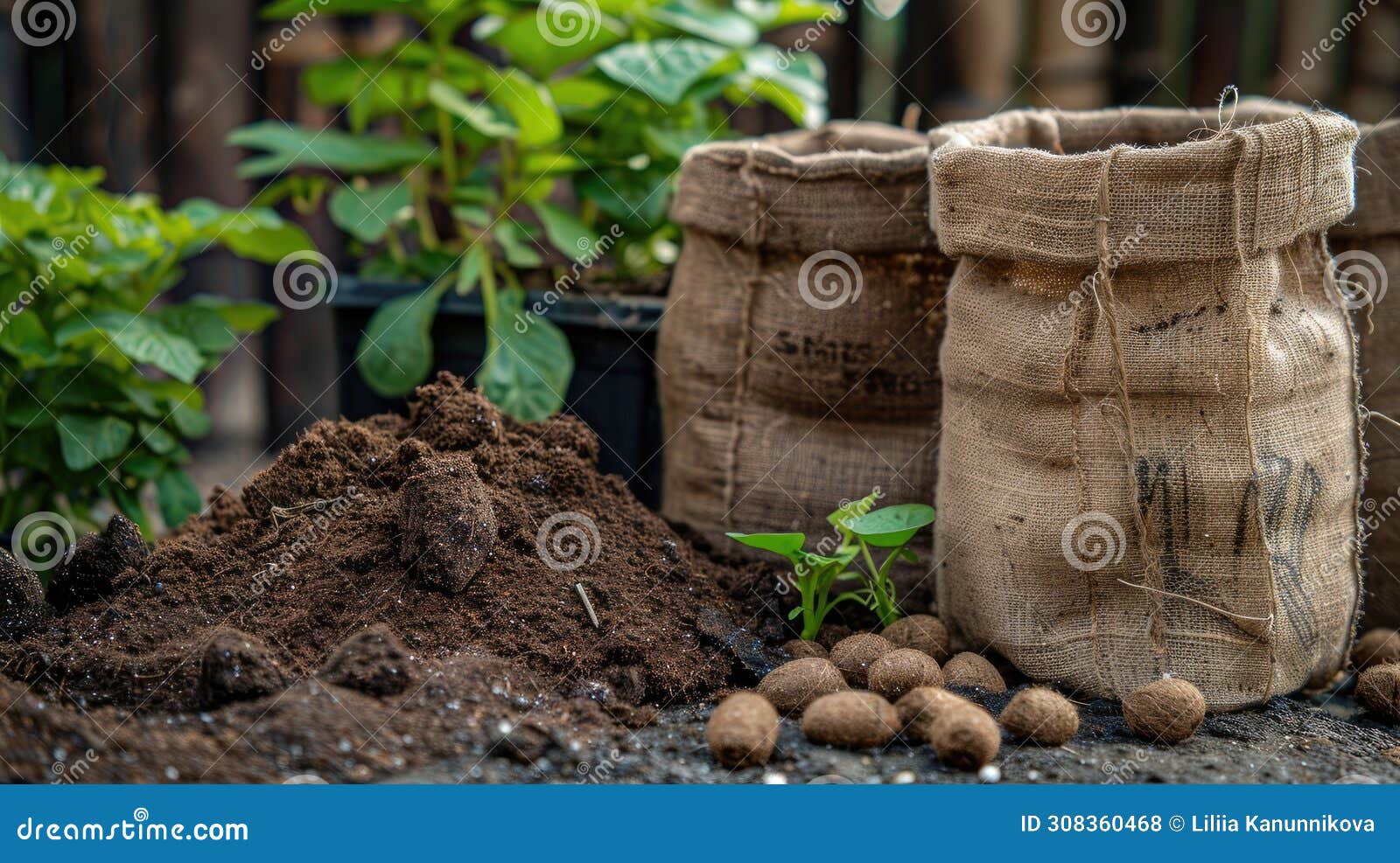Vegetable Seeds with a Mix of Coco Coir, Peat, and Perlite, Showcasing ...