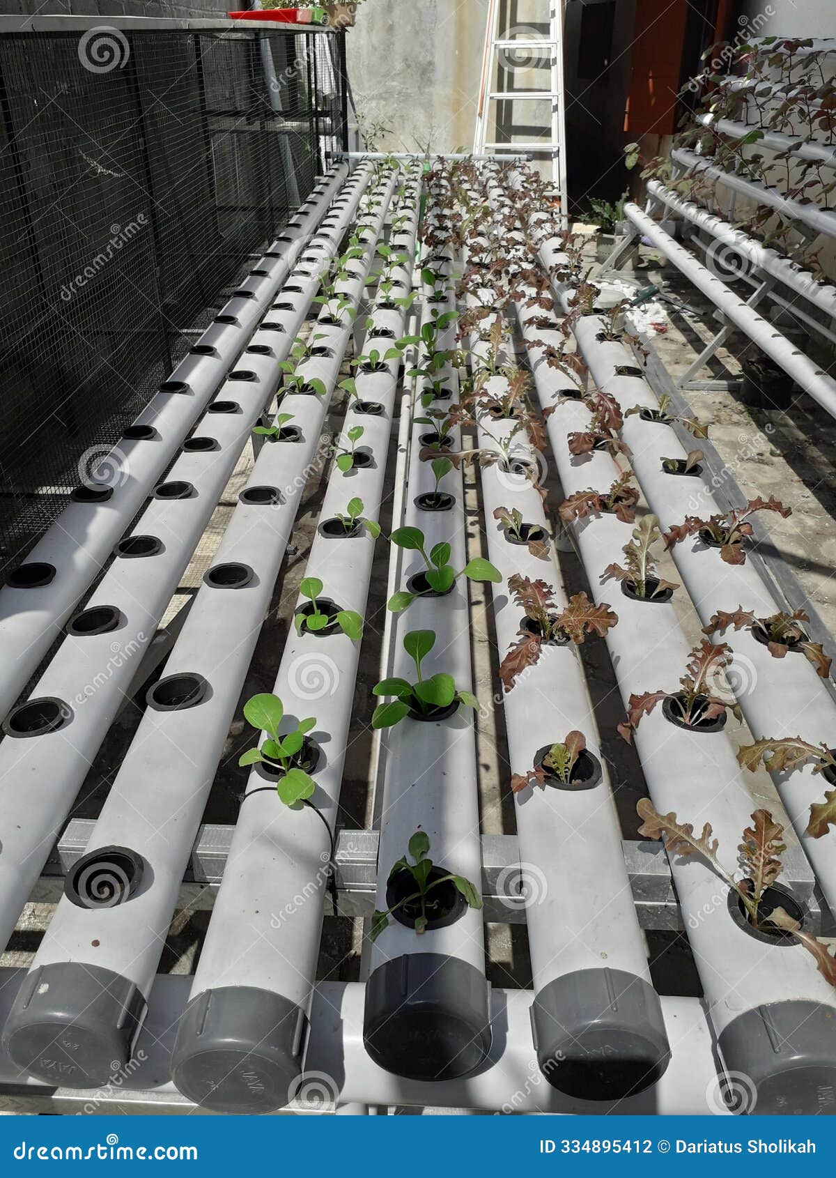 Vegetable Seeds Planted in Pipes Using a Hydroponic System Have Started ...