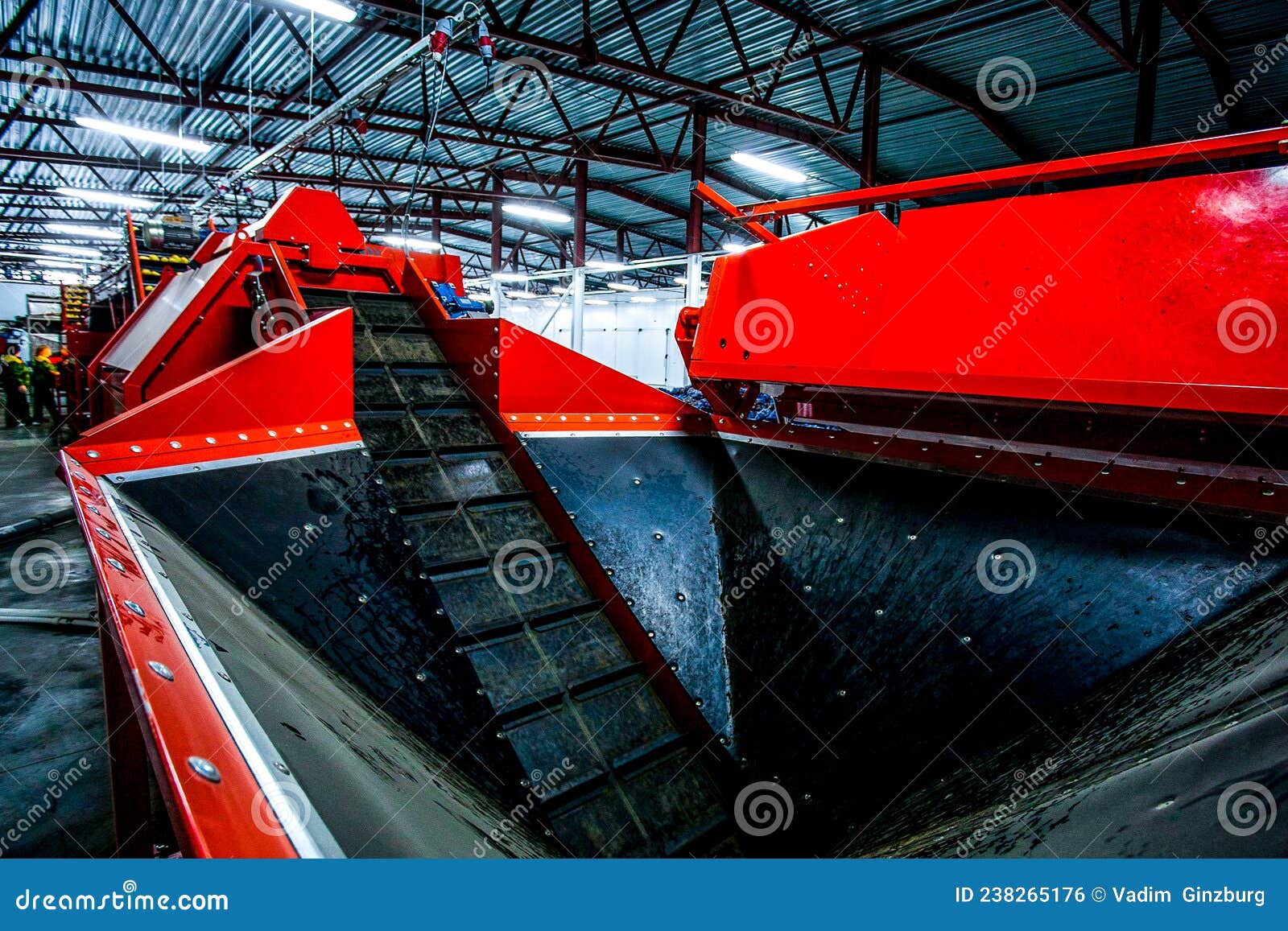 Vegetable Sorting, Processing and Packing Machine on Factory Stock ...