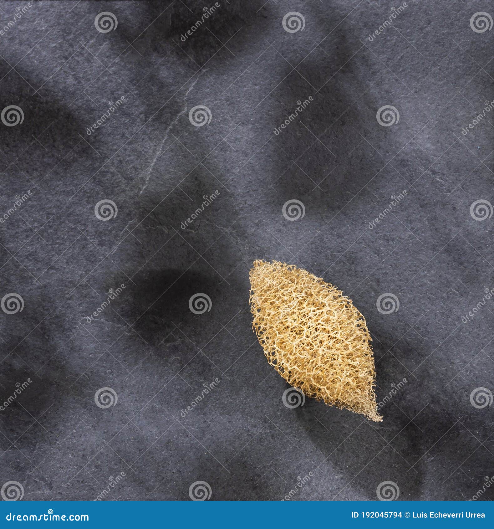 Vegetable Sponge - Luffa Operculata. Text Space Stock Photo - Image of ...