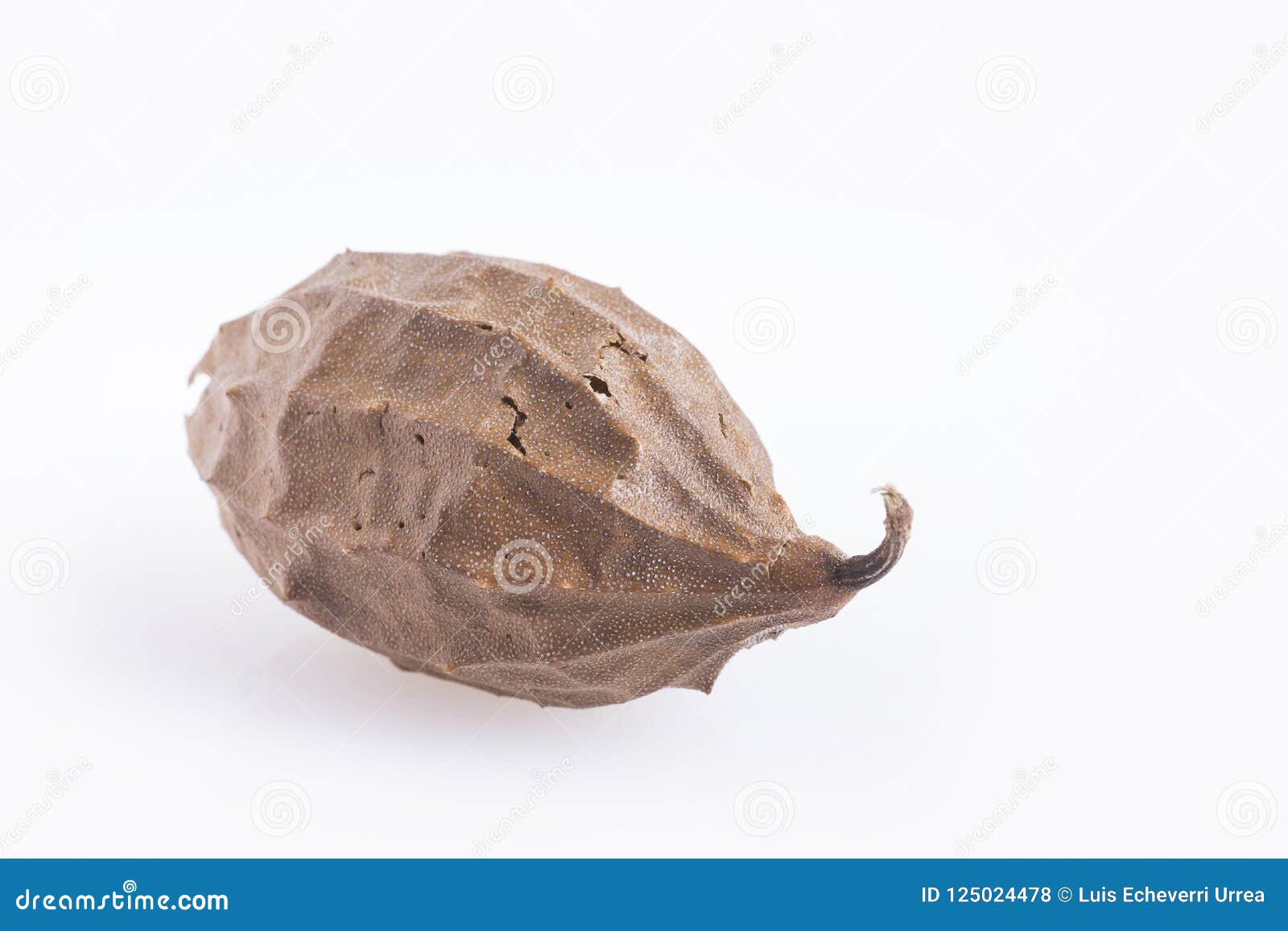 Vegetable Sponge - Luffa Operculata. White Background Stock Photo ...