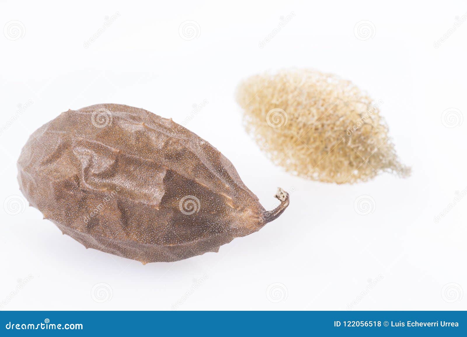 Vegetable Sponge - Luffa Operculata. White Background Stock Photo ...