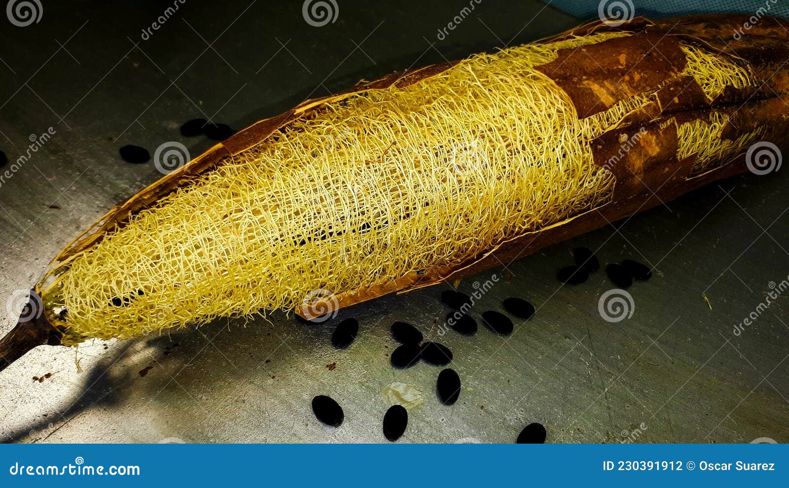 Vegetable Sponge with Shell and Black Seeds Stock Photo - Image of ...