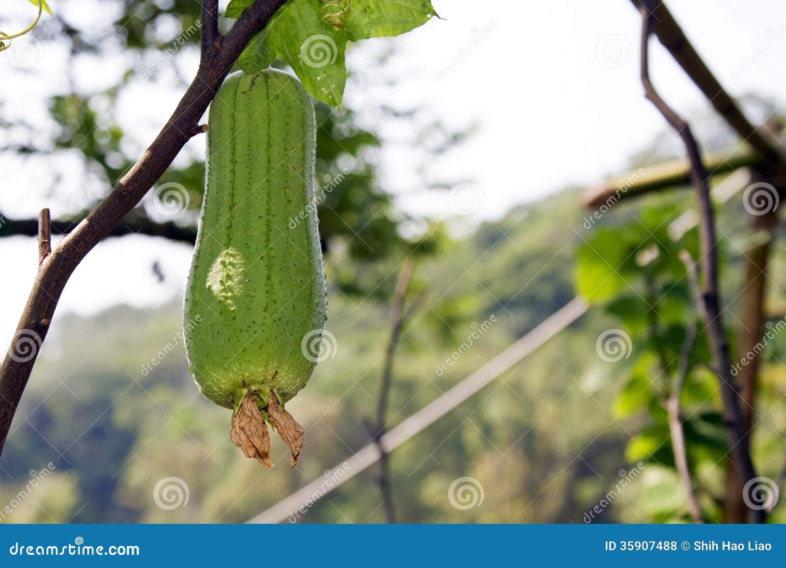 Vegetable sponge stock photo. Image of gardening, decoration - 35907488