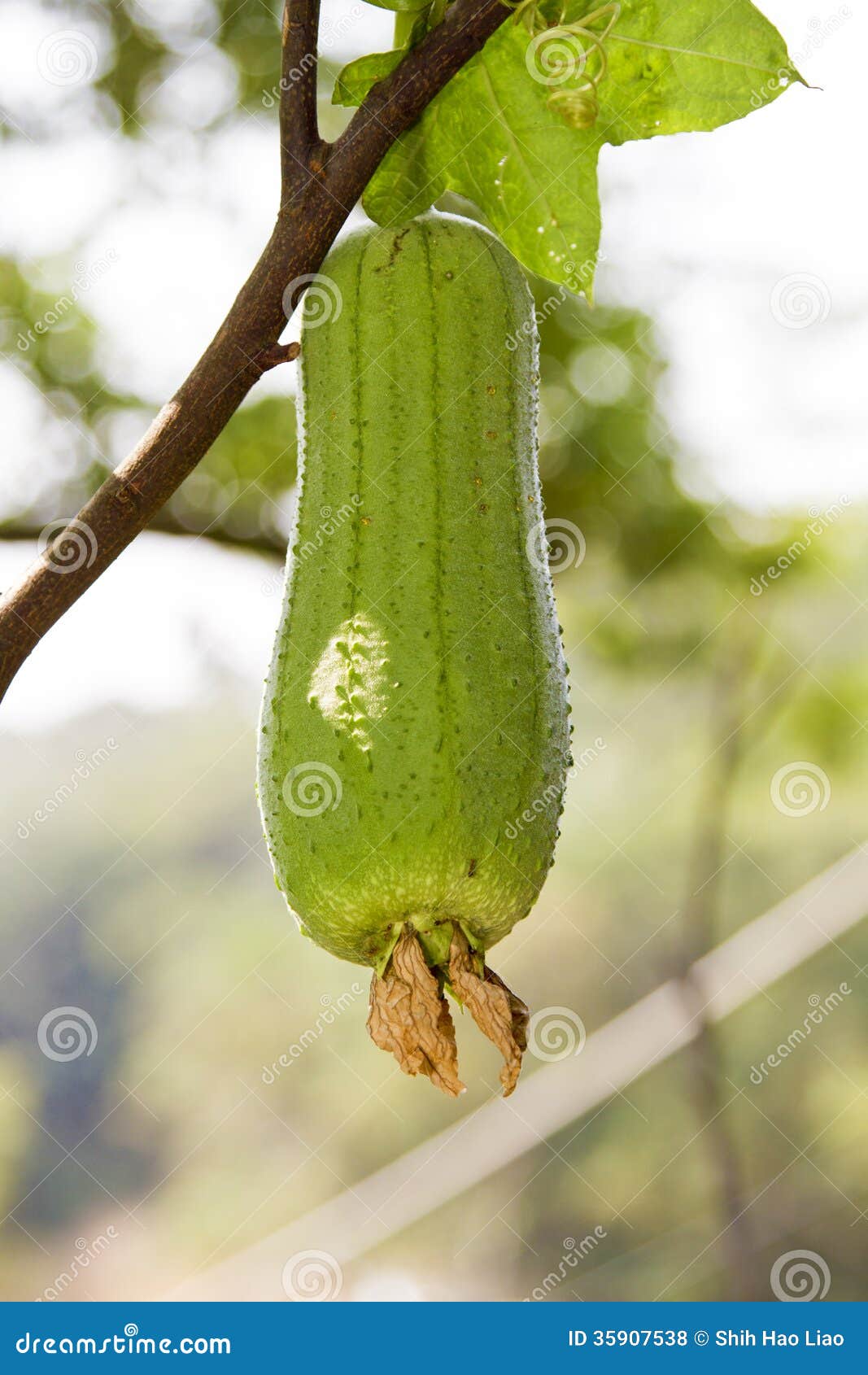 Vegetable sponge stock photo. Image of gourd, climber - 35907538
