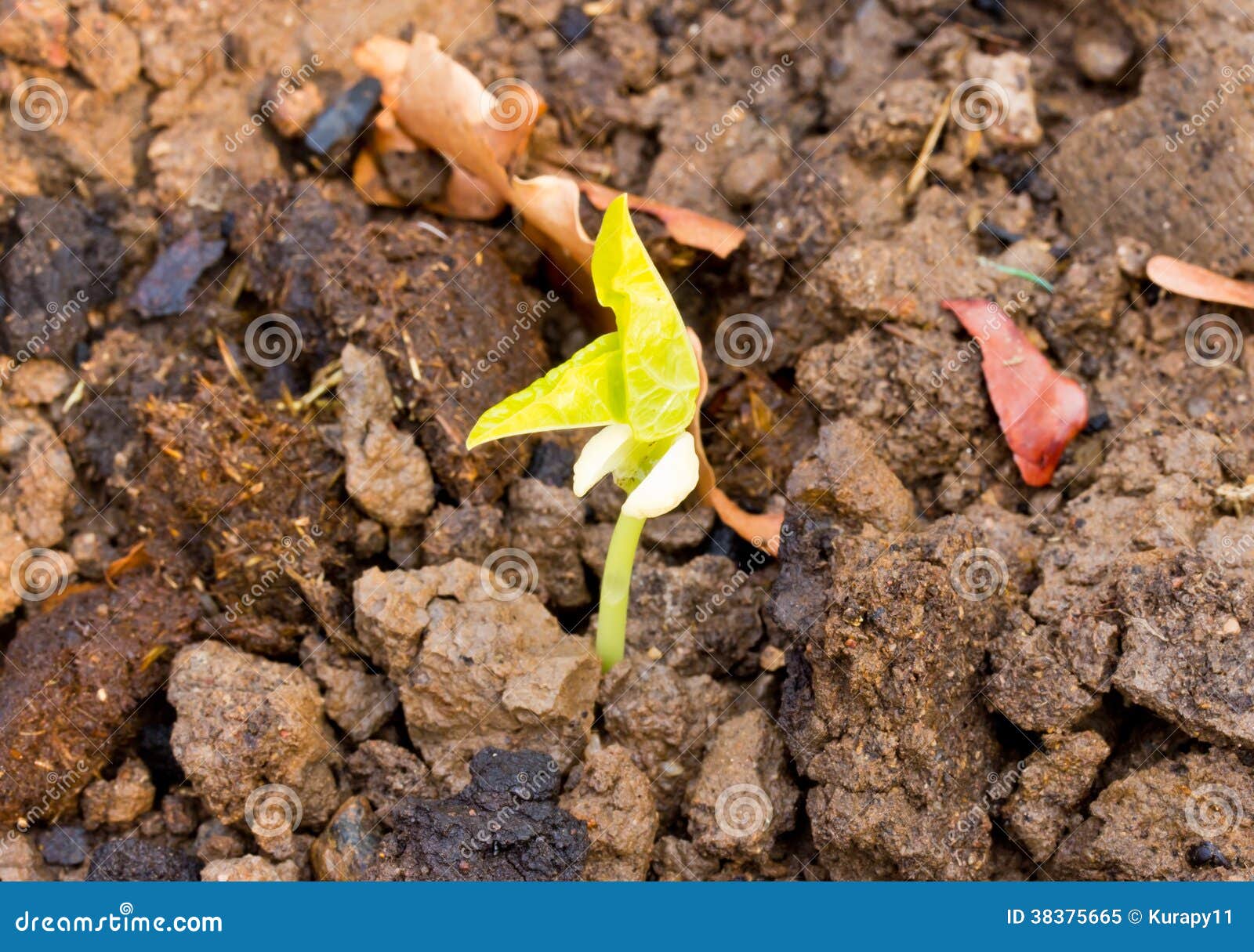 Vegetable Sprout from the Ground Stock Image - Image of health, foliage ...