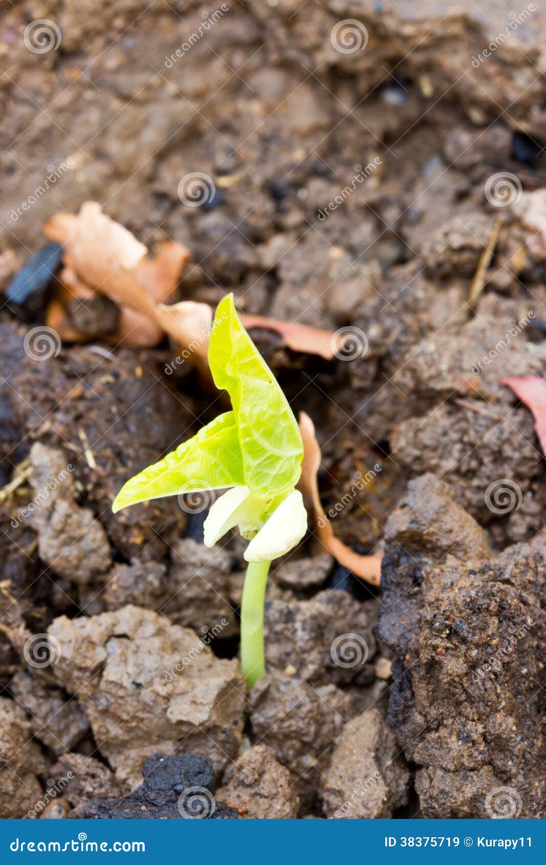 Vegetable Sprout from the Ground Stock Image - Image of healthy ...