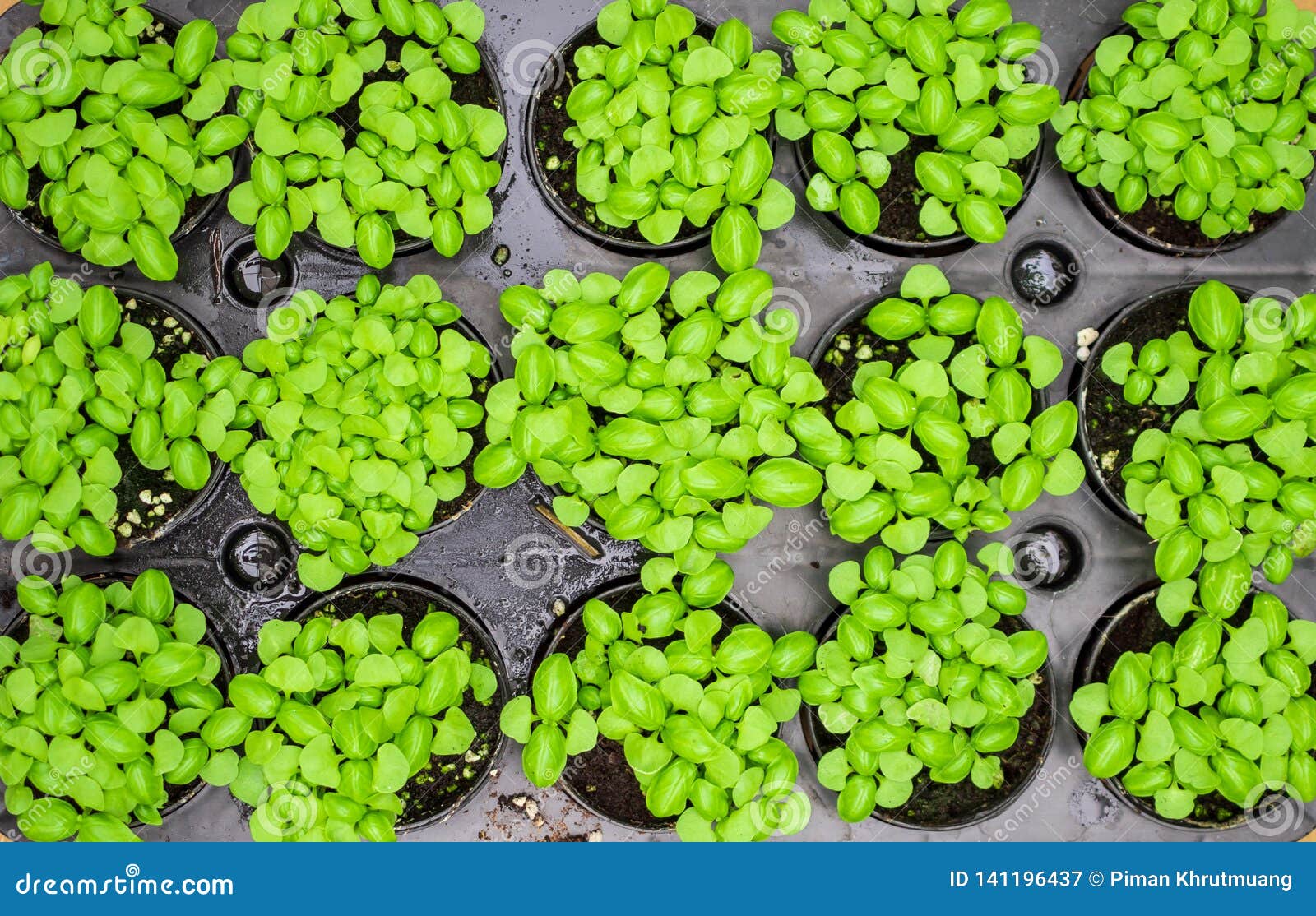 Vegetable Sprout Seedling Growing in Nursery Tray Stock Image - Image ...
