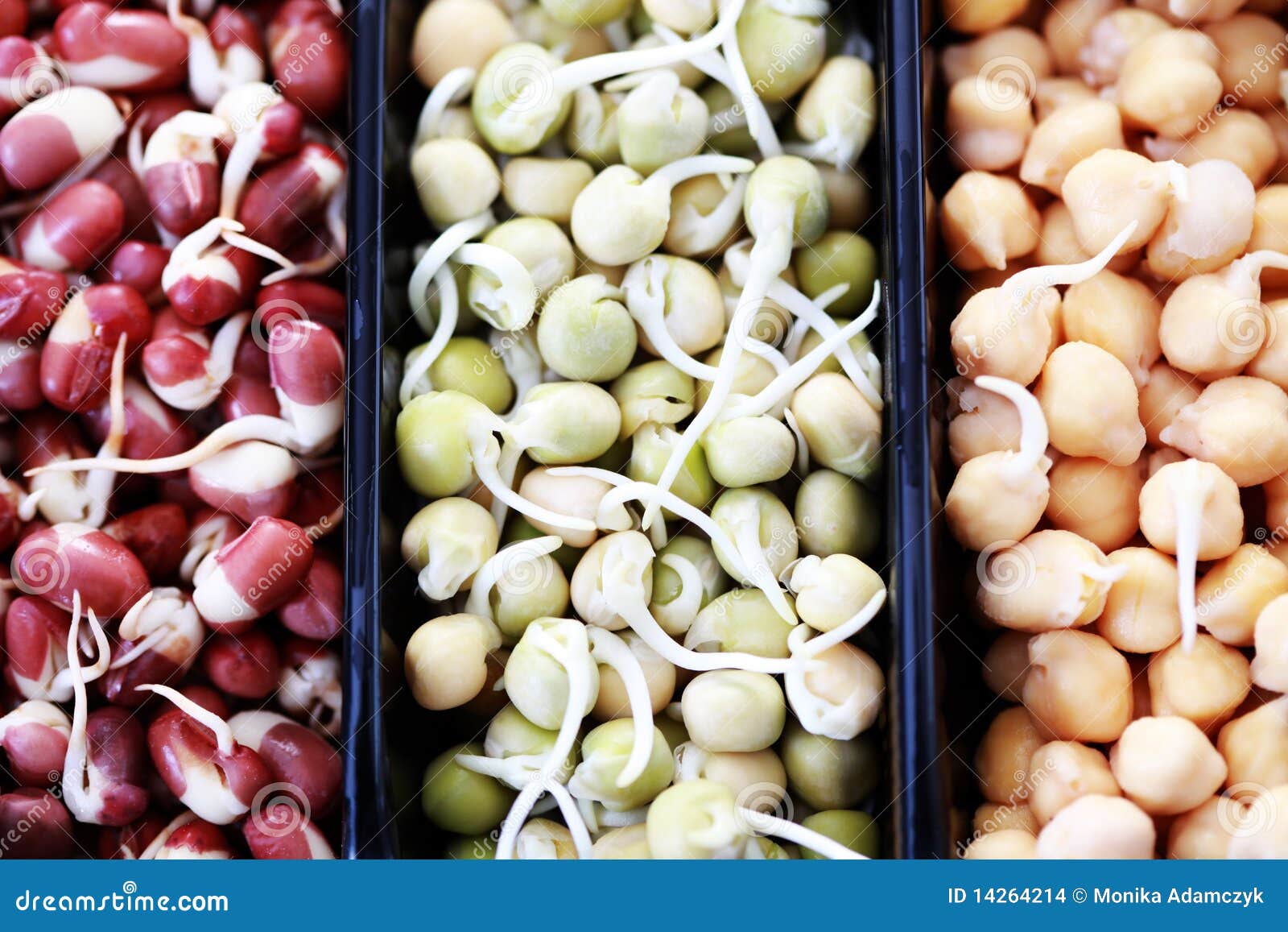 Vegetable sprouts stock photo. Image of eating, sprouts - 14264214