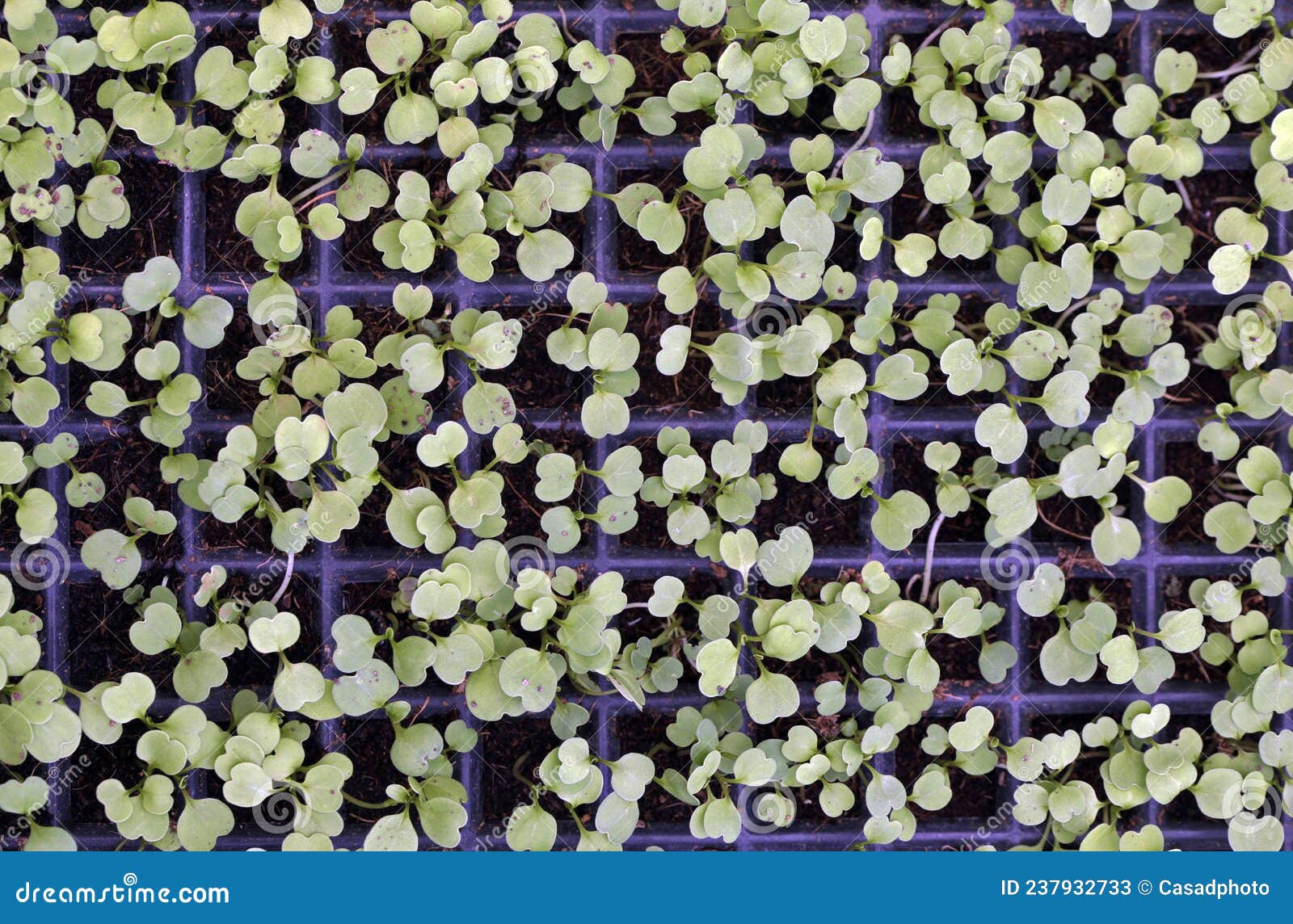 Vegetable Sprouts in Development by Hydroponics Stock Image - Image of ...