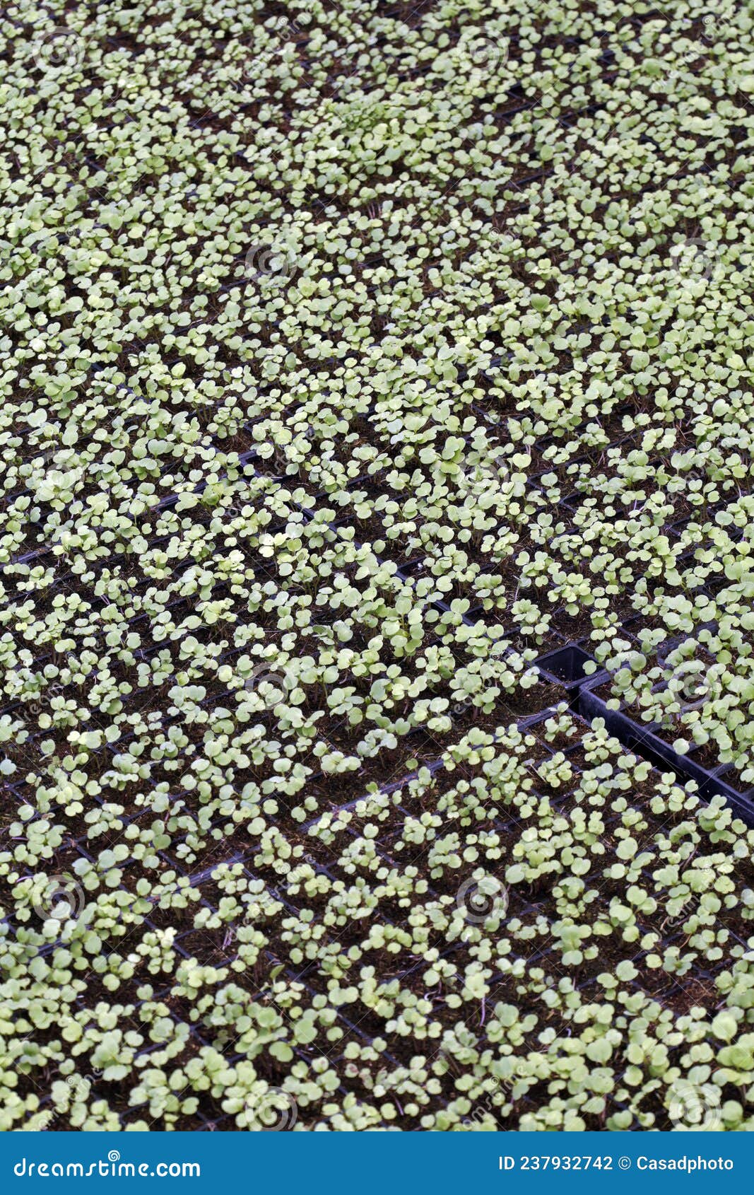 Vegetable Sprouts in Development by Hydroponics Stock Photo - Image of ...