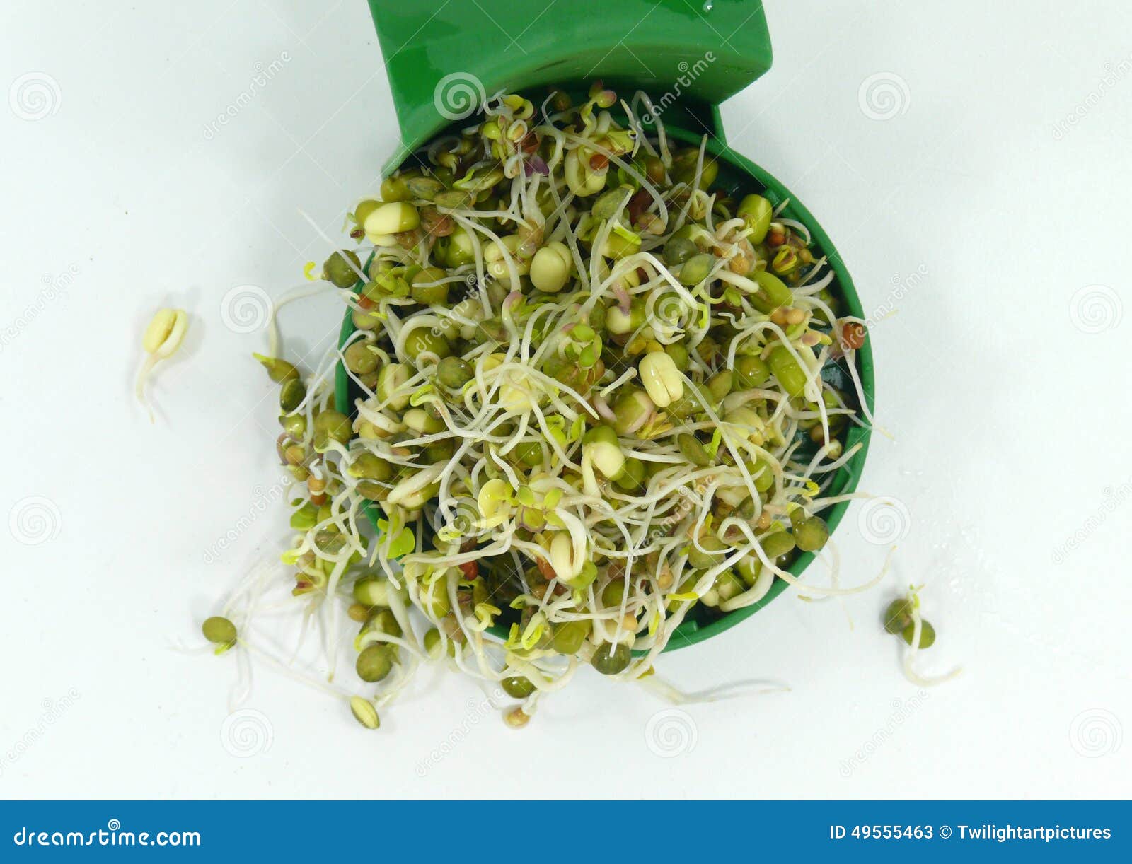 Vegetable sprouts stock image. Image of seedlings, power - 49555463