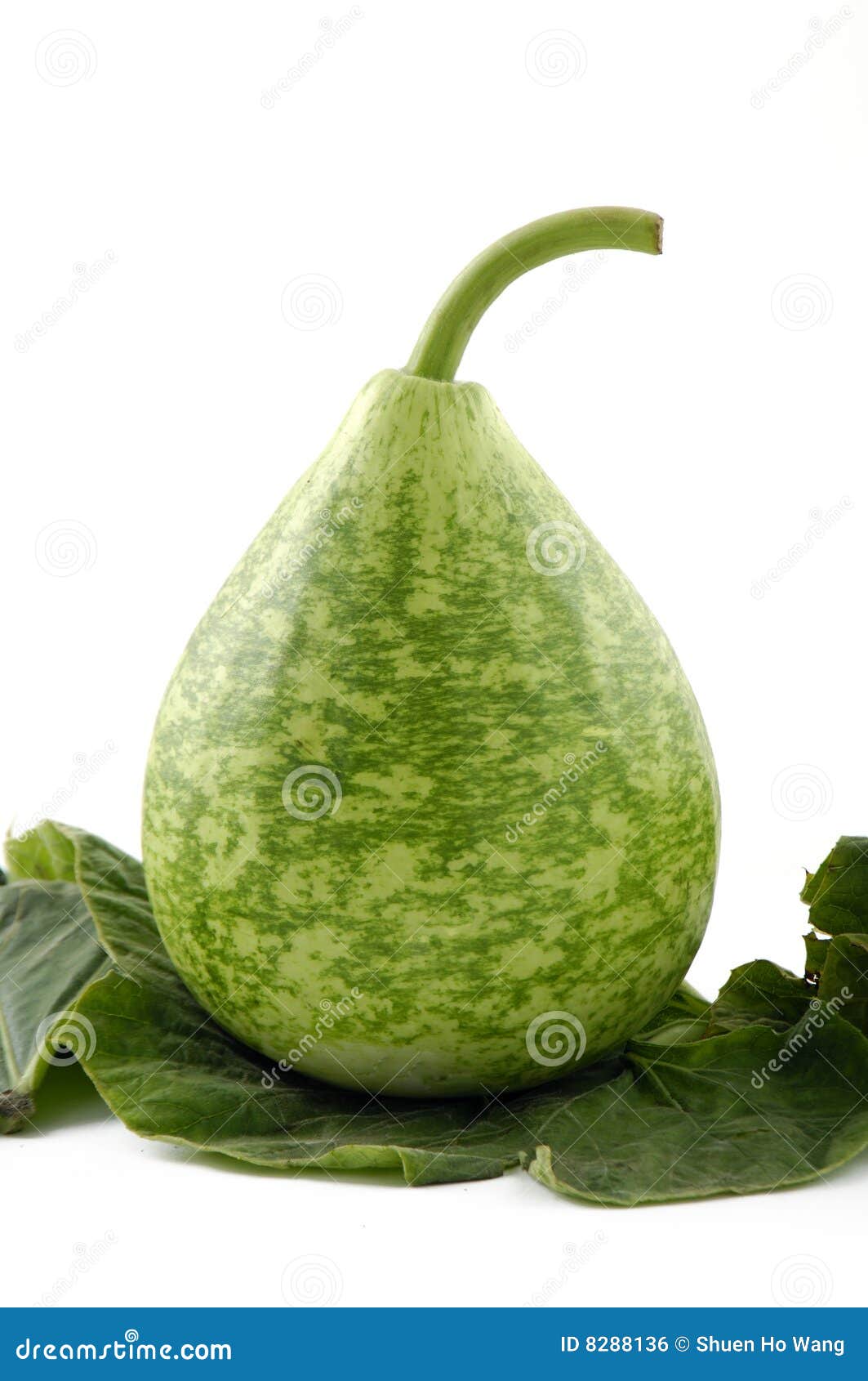 Vegetable squash stock photo. Image of white, fruited - 8288136