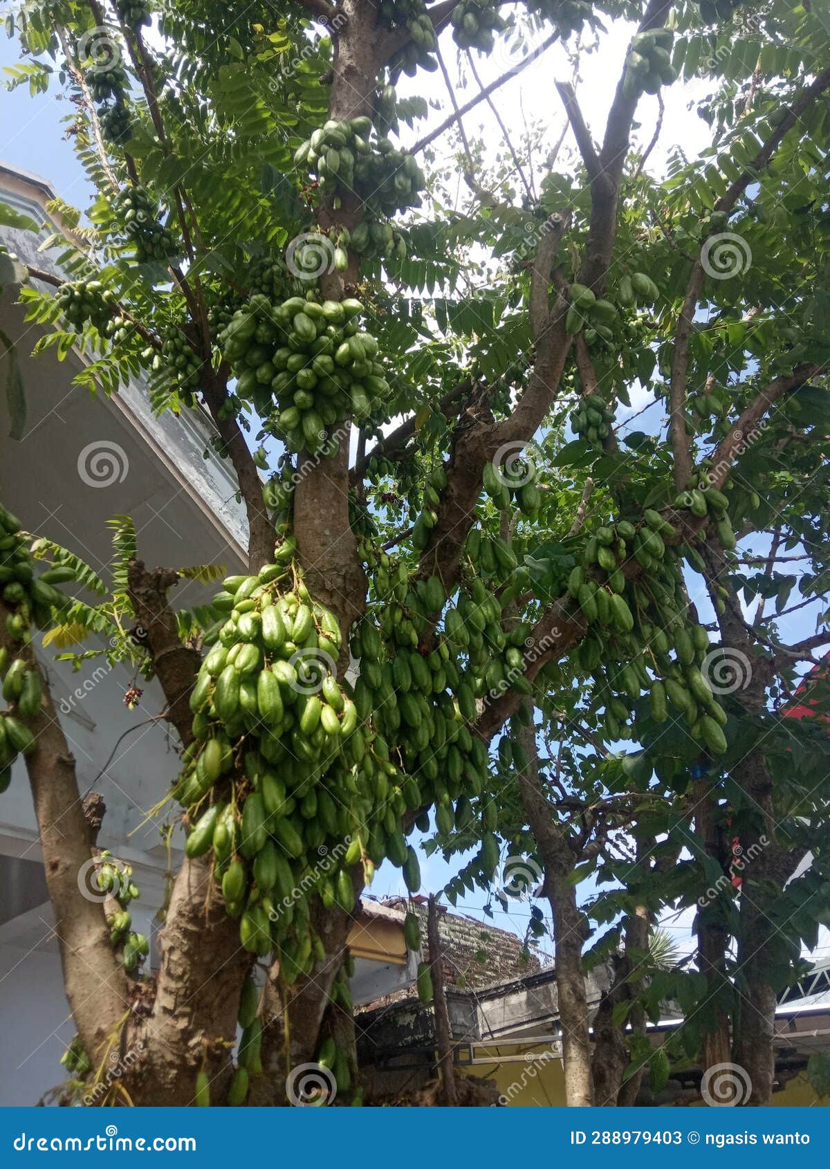 Vegetable Starfruit Green Starfruit Starfruit Wry Small Starfruit Stock ...