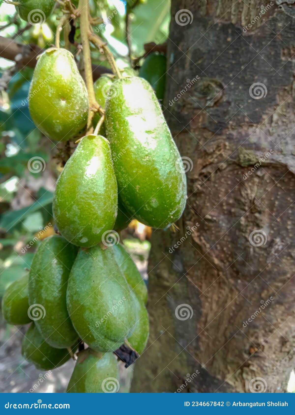 Vegetable Starfruit Mostly Called Wuluh Starfruit in Indonesia Stock ...