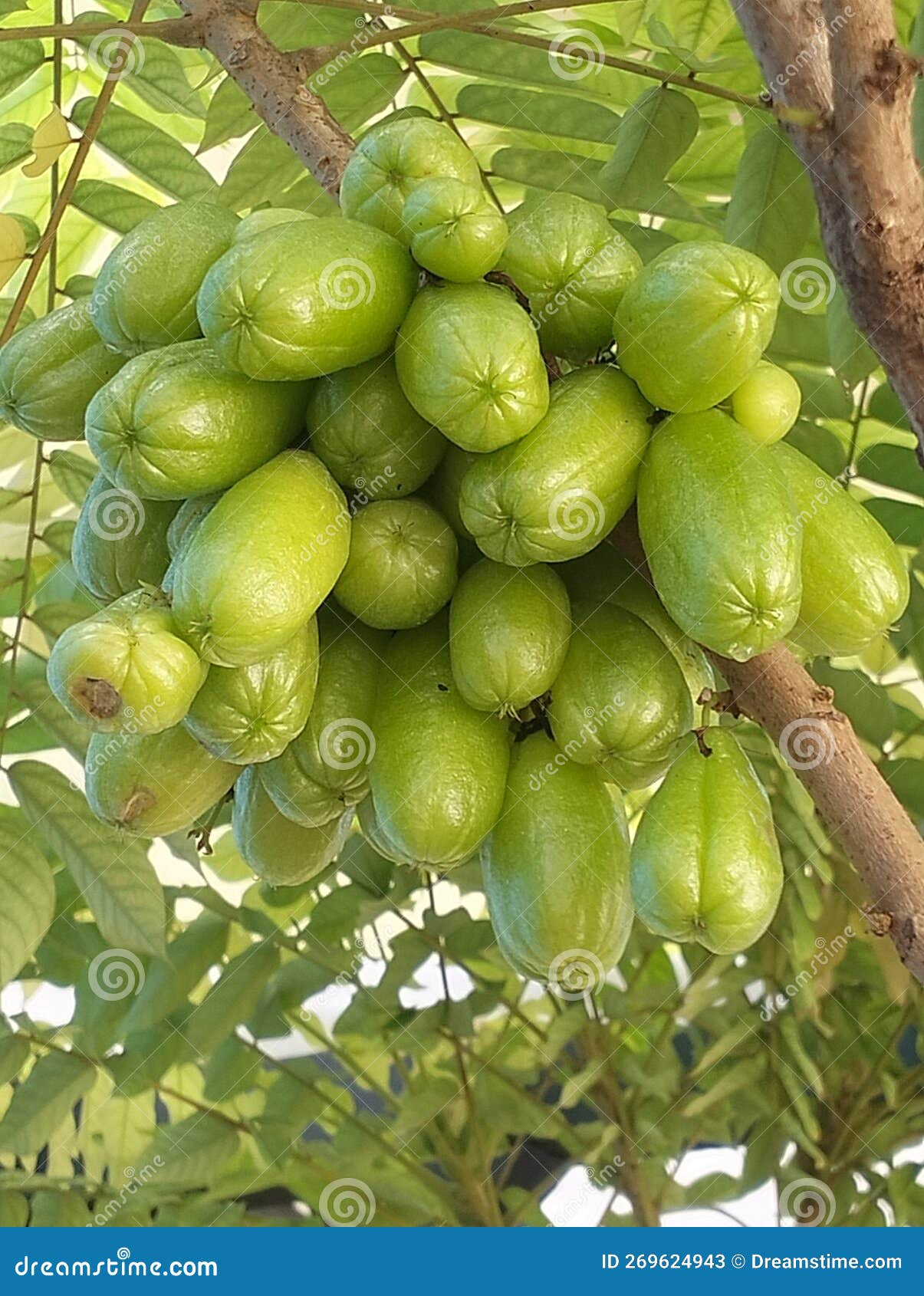Vegetable Starfruit Thrives and is Green in the Garden Stock Image ...