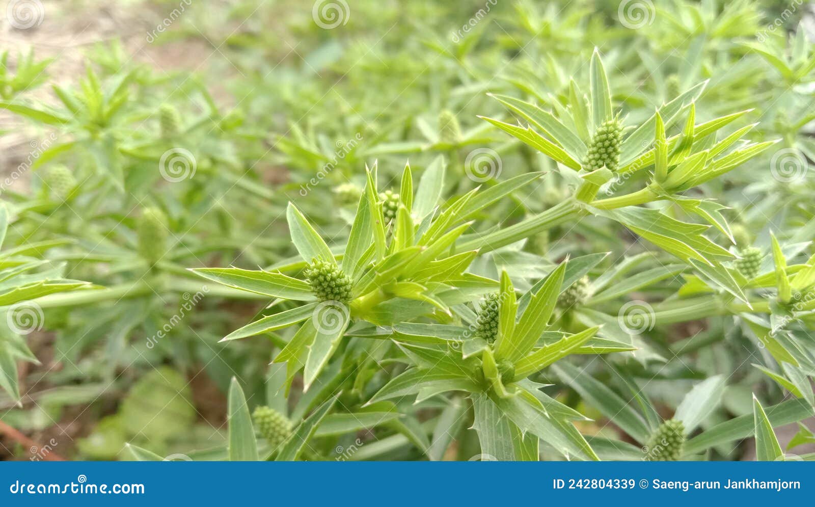Vegetable stock image. Image of garden, herb, lawn, shrub - 242804339