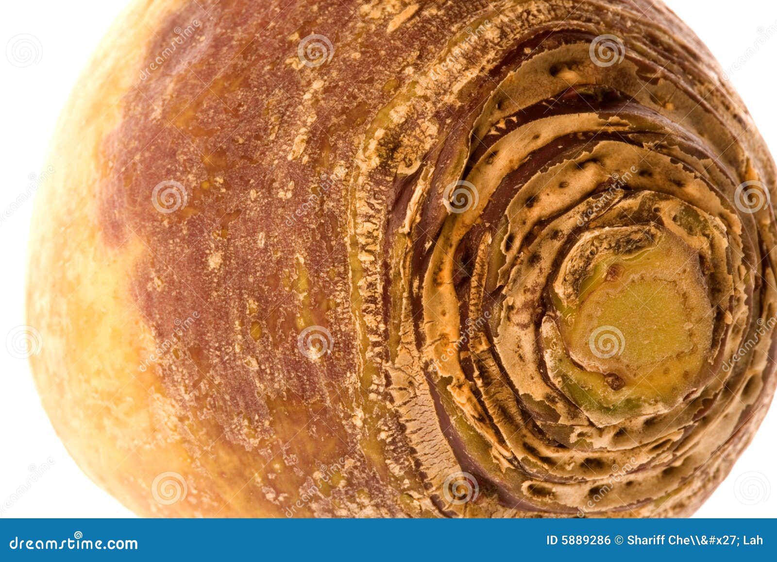 Vegetable - Swede stock photo. Image of closeup, nature - 5889286