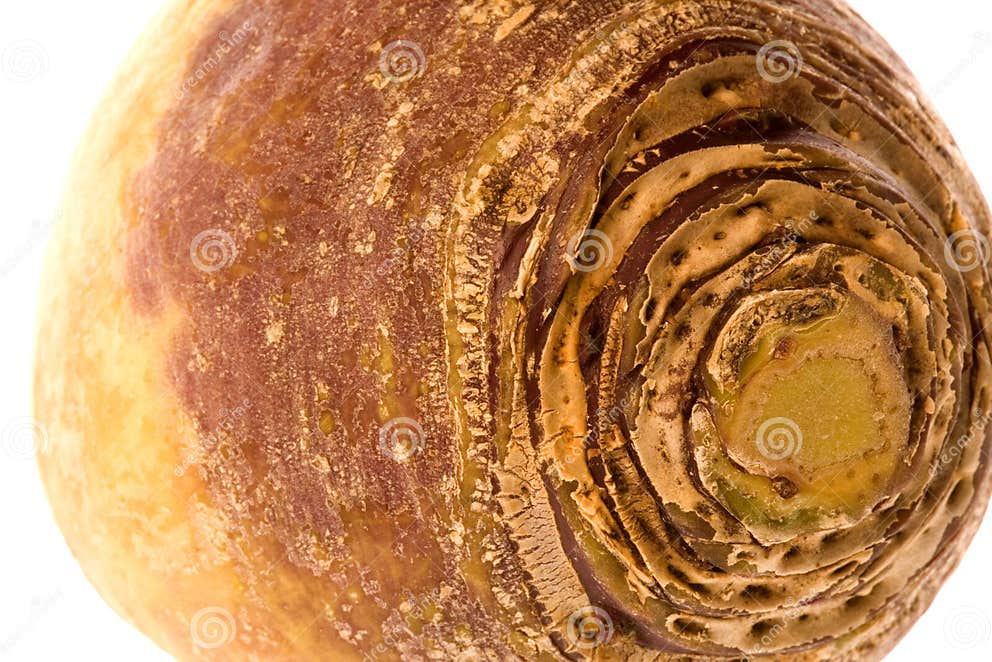 Vegetable - Swede stock photo. Image of closeup, nature - 5889286