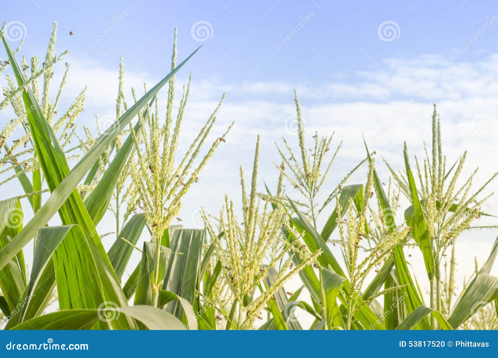 Vegetable (Sweet Corn Field) and Flower with Bee Against Summer Sun for ...