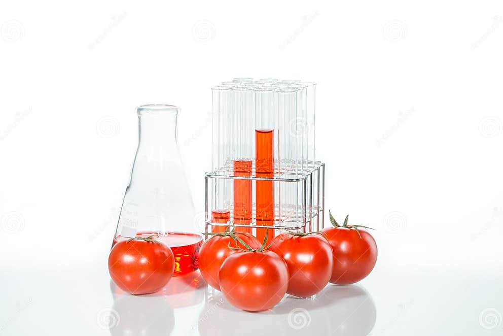 Vegetable Test, Genetic Modification, Tomato Stock Photo - Image of ...