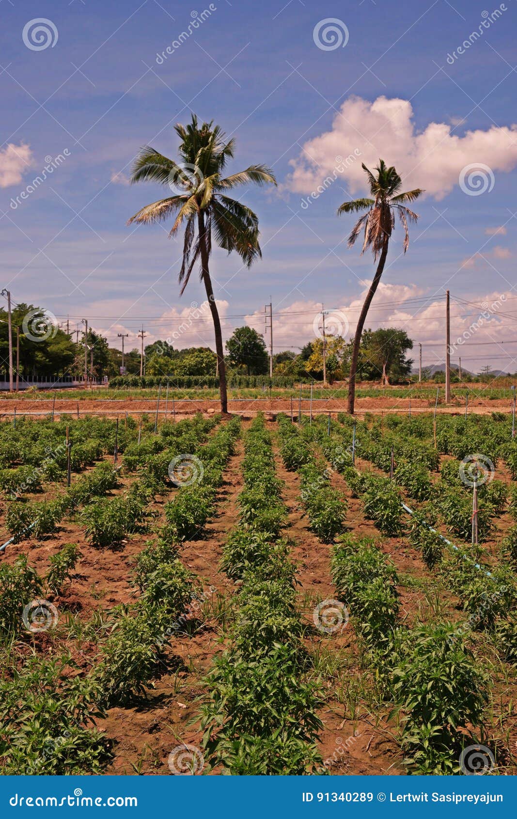 Vegetable test plot,chilli stock image. Image of plot - 91340289