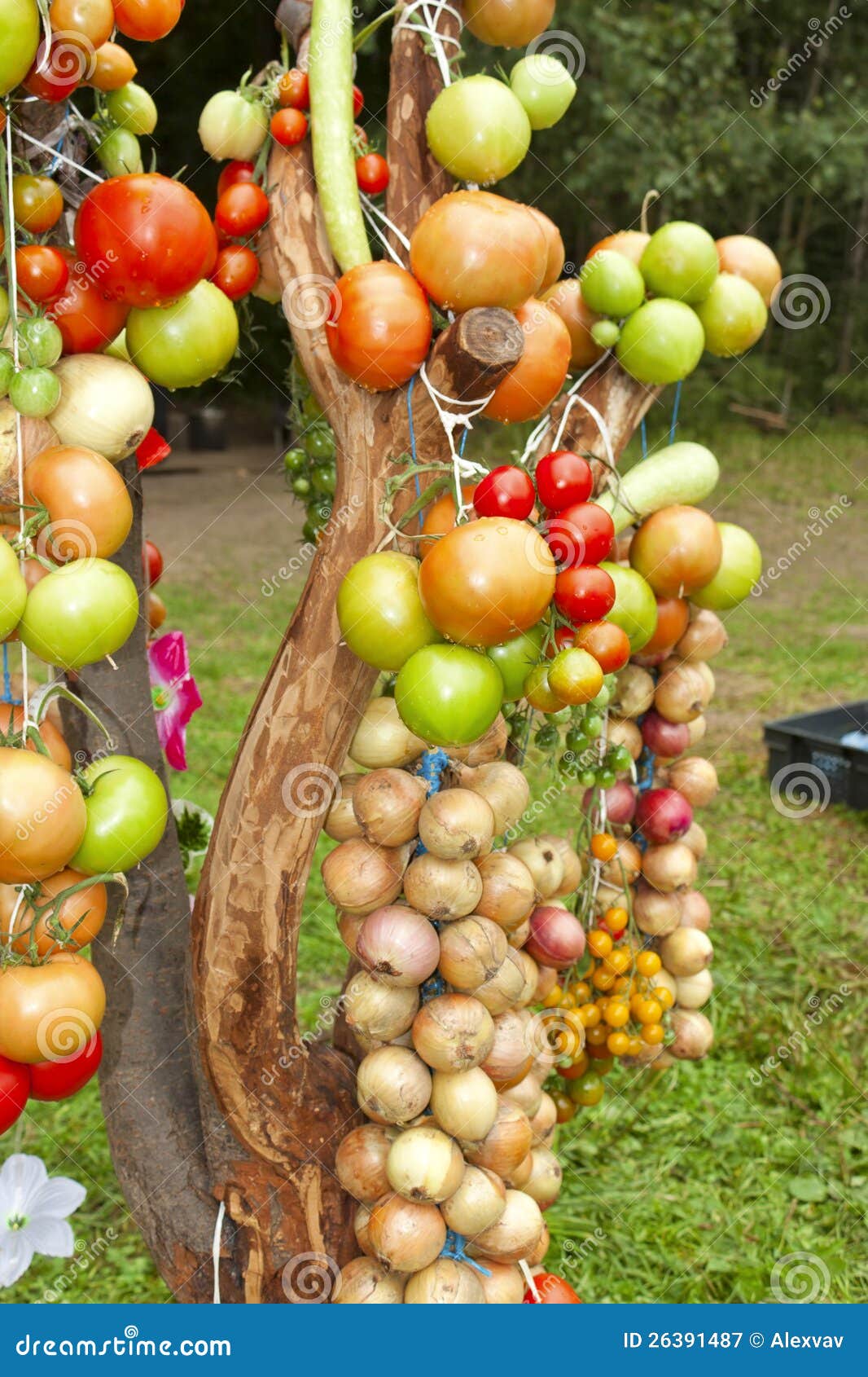 Vegetable tree stock image. Image of nature, dangling - 26391487