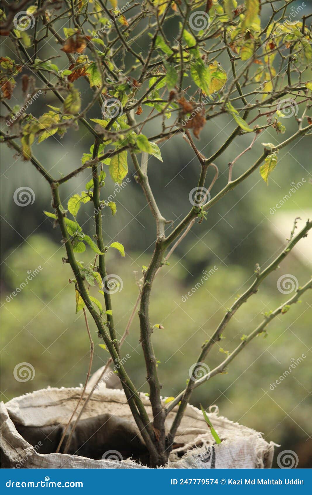 Vegetable Trees Have Been Infected with the Virus Stock Photo - Image ...