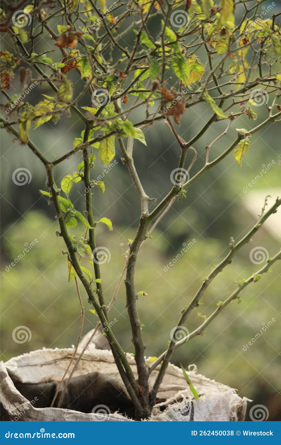 Vegetable Trees Have Been Infected with the Virus Stock Photo - Image ...