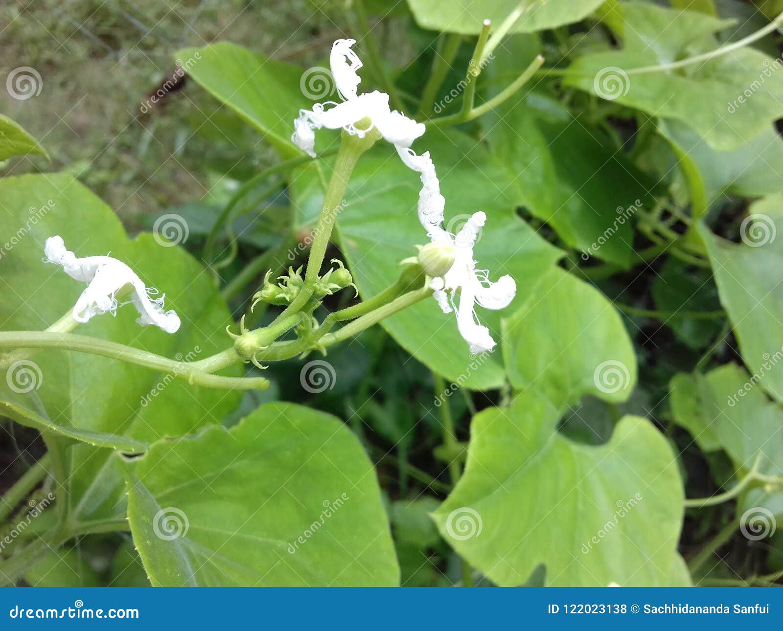 Vegetable trees stock photo. Image of trees, vegetable - 122023138