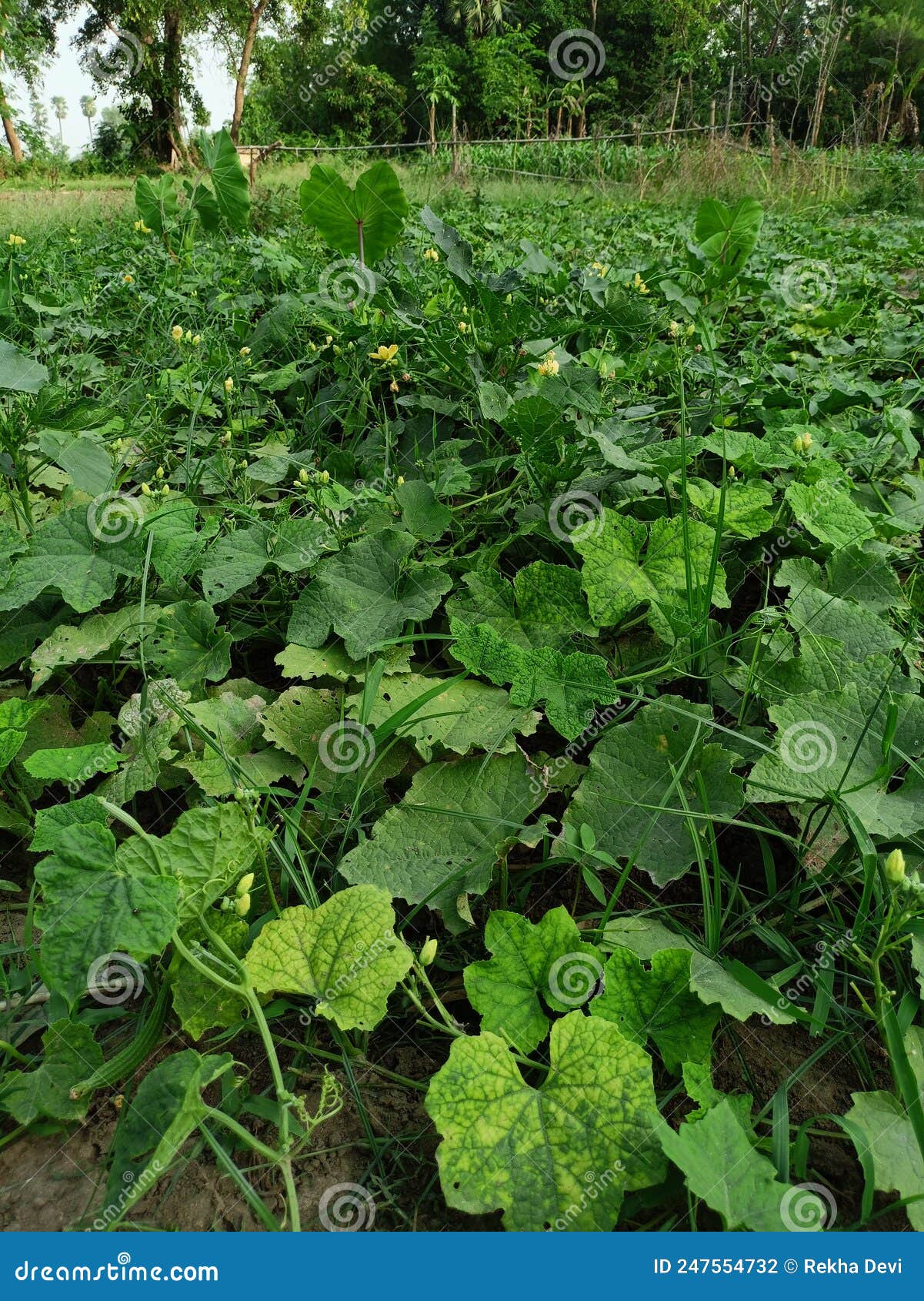 Vegetable vine stock photo. Image of leaf, vegetable - 247554732