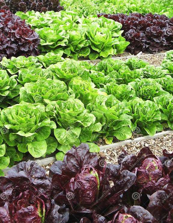 Vegetables in allotment stock image. Image of flowering - 5598437