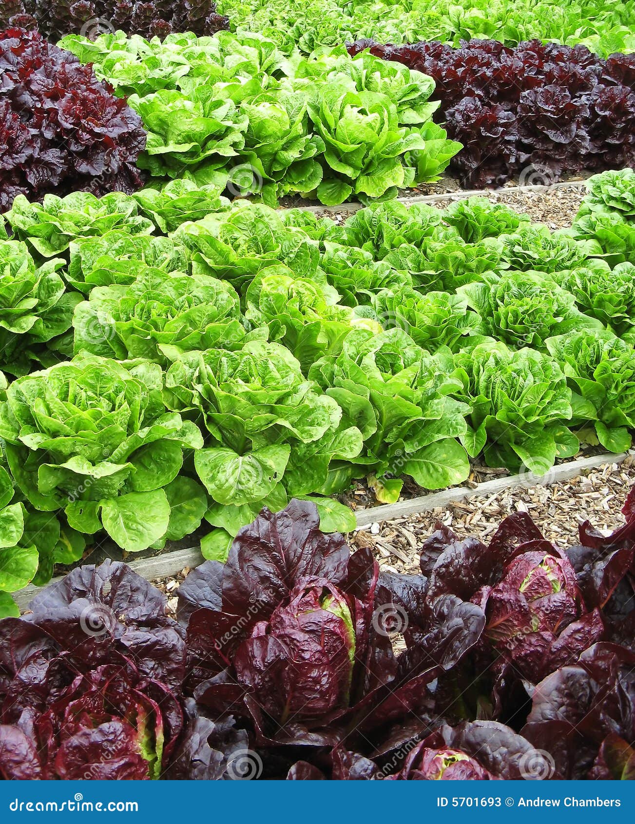 Vegetables in allotment stock image. Image of herbaceous - 5701693