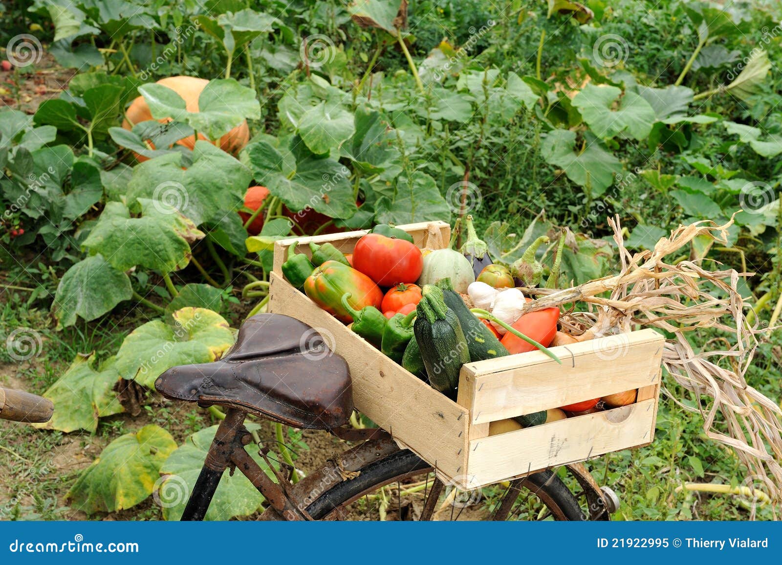 Vegetables bike two stock image. Image of bicycle, natural - 21922995