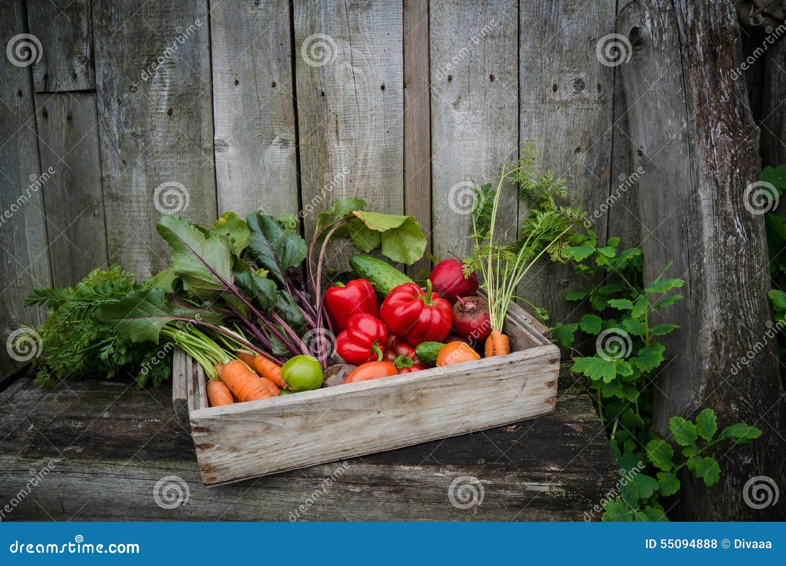 Vegetables in a box stock photo. Image of gardening, fresh - 55094888