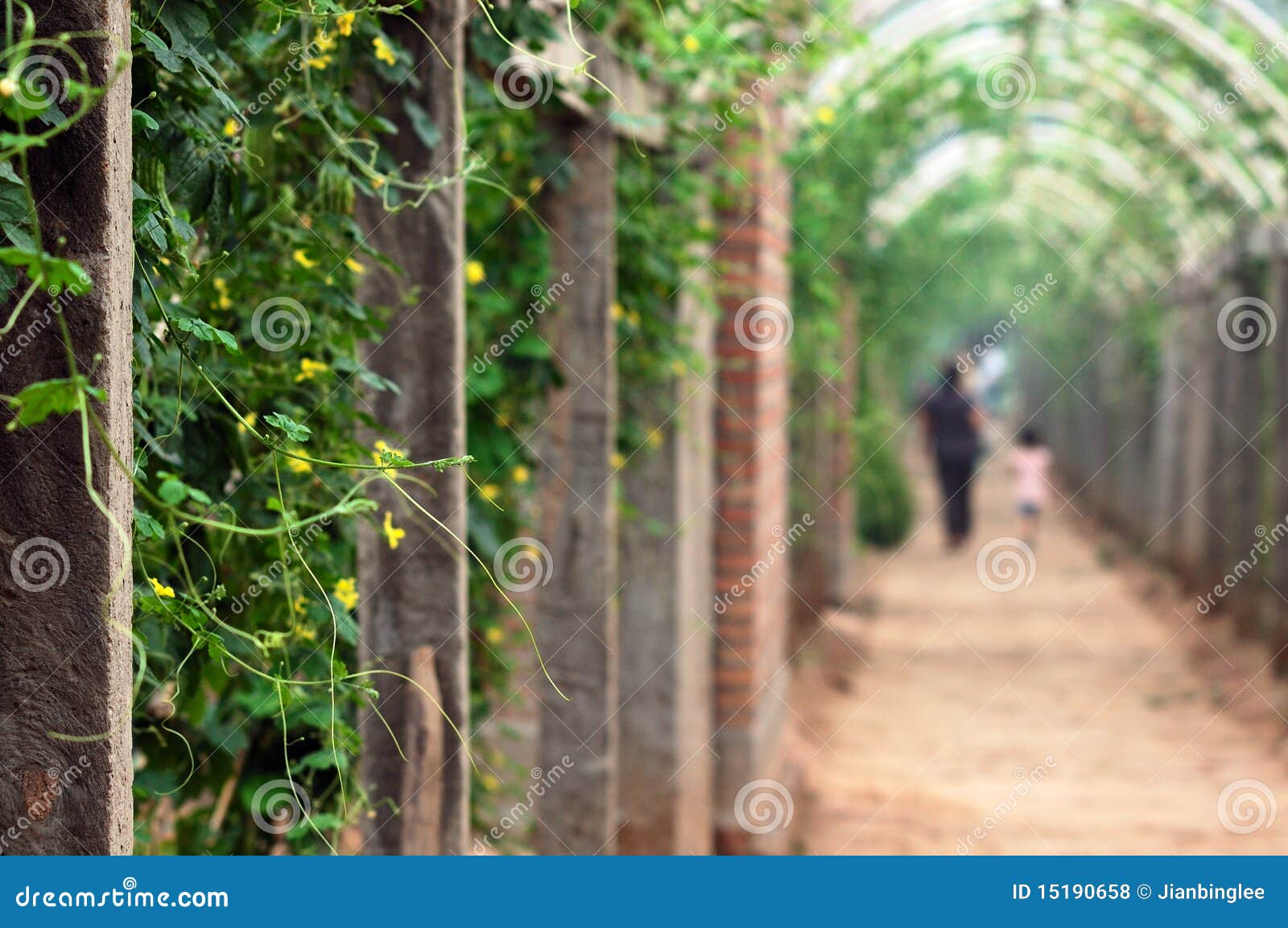 Vegetables corridor stock photo. Image of agriculture - 15190658