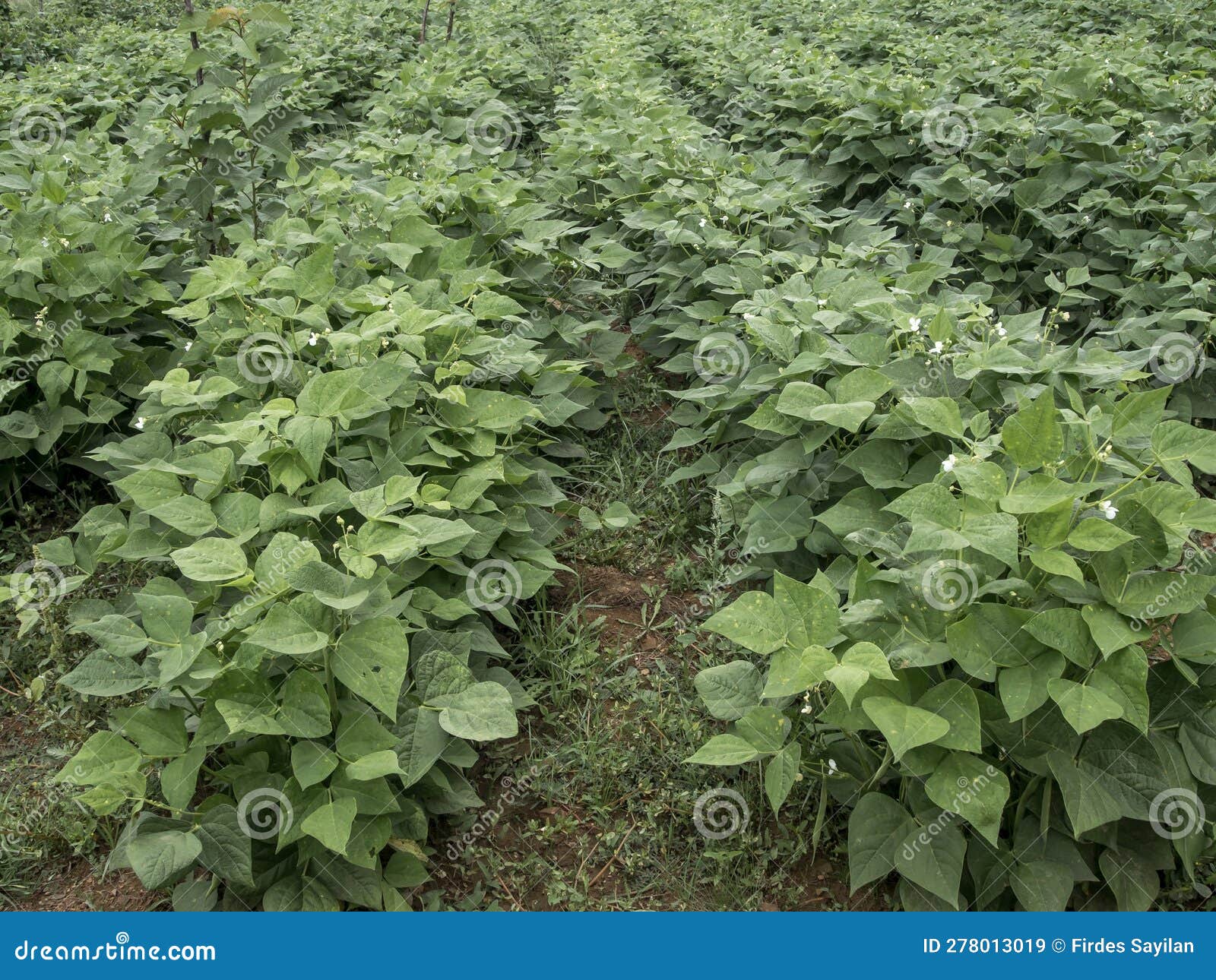 Vegetables Cultivation in Greenhouse Stock Image - Image of agriculture ...