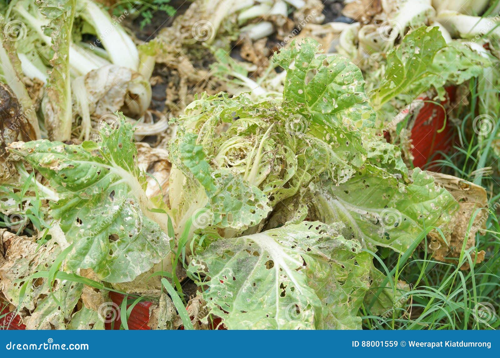 Vegetables Damaged by Pest Disease Stock Image - Image of farm ...
