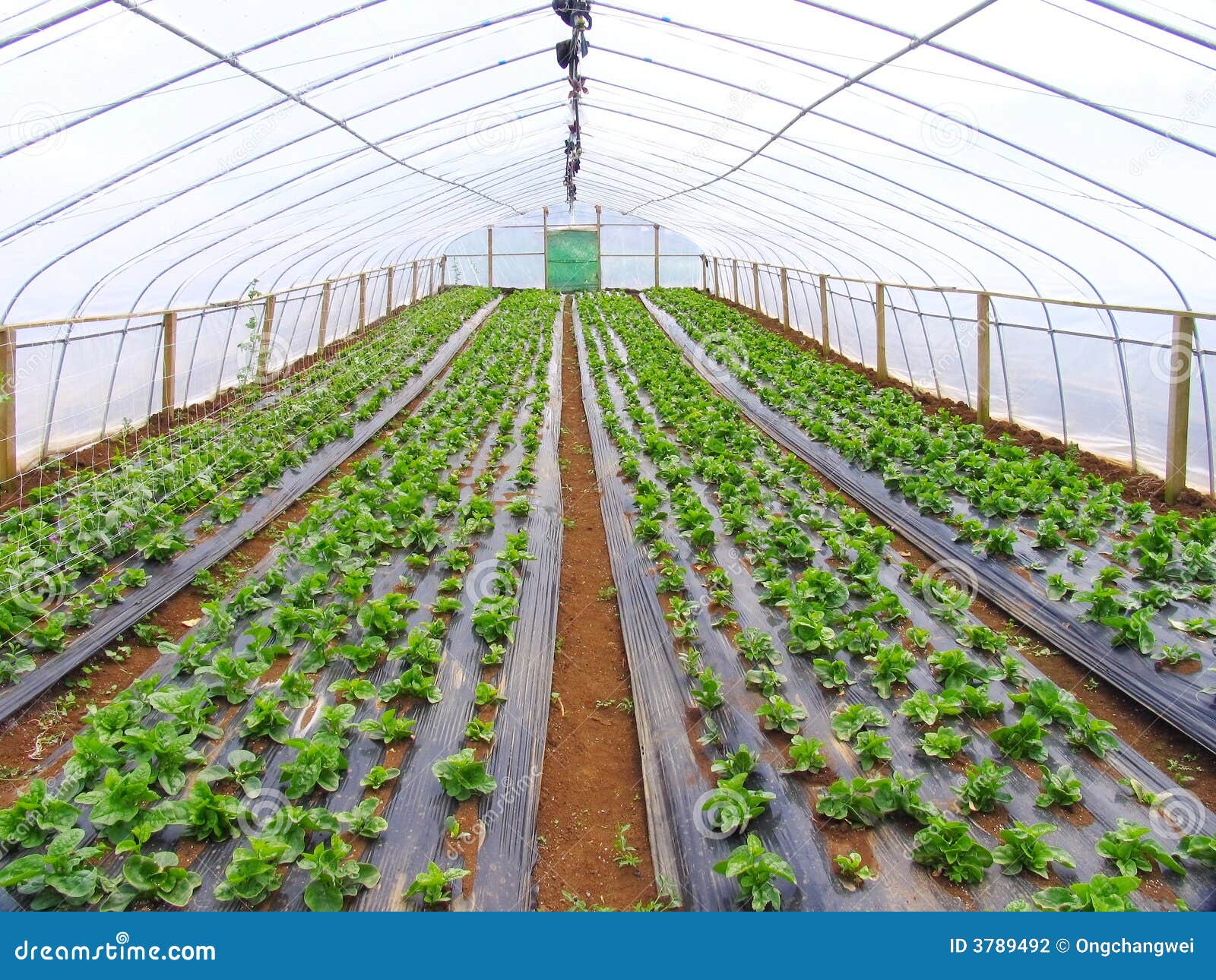 Vegetables Farm stock photo. Image of green, nursery, cultivation - 3789492
