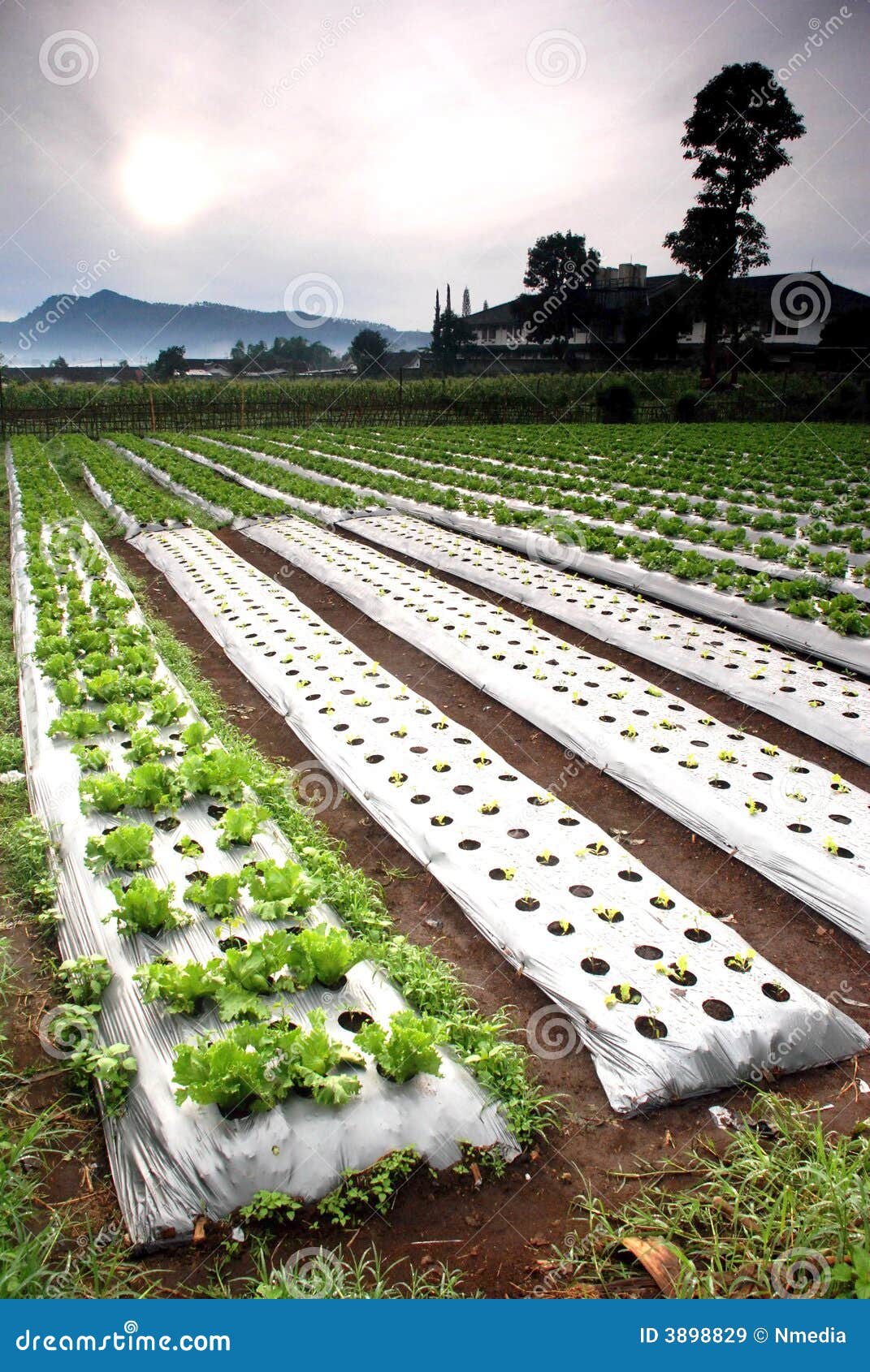 Vegetables Farm stock image. Image of field, morning, seeds - 3898829