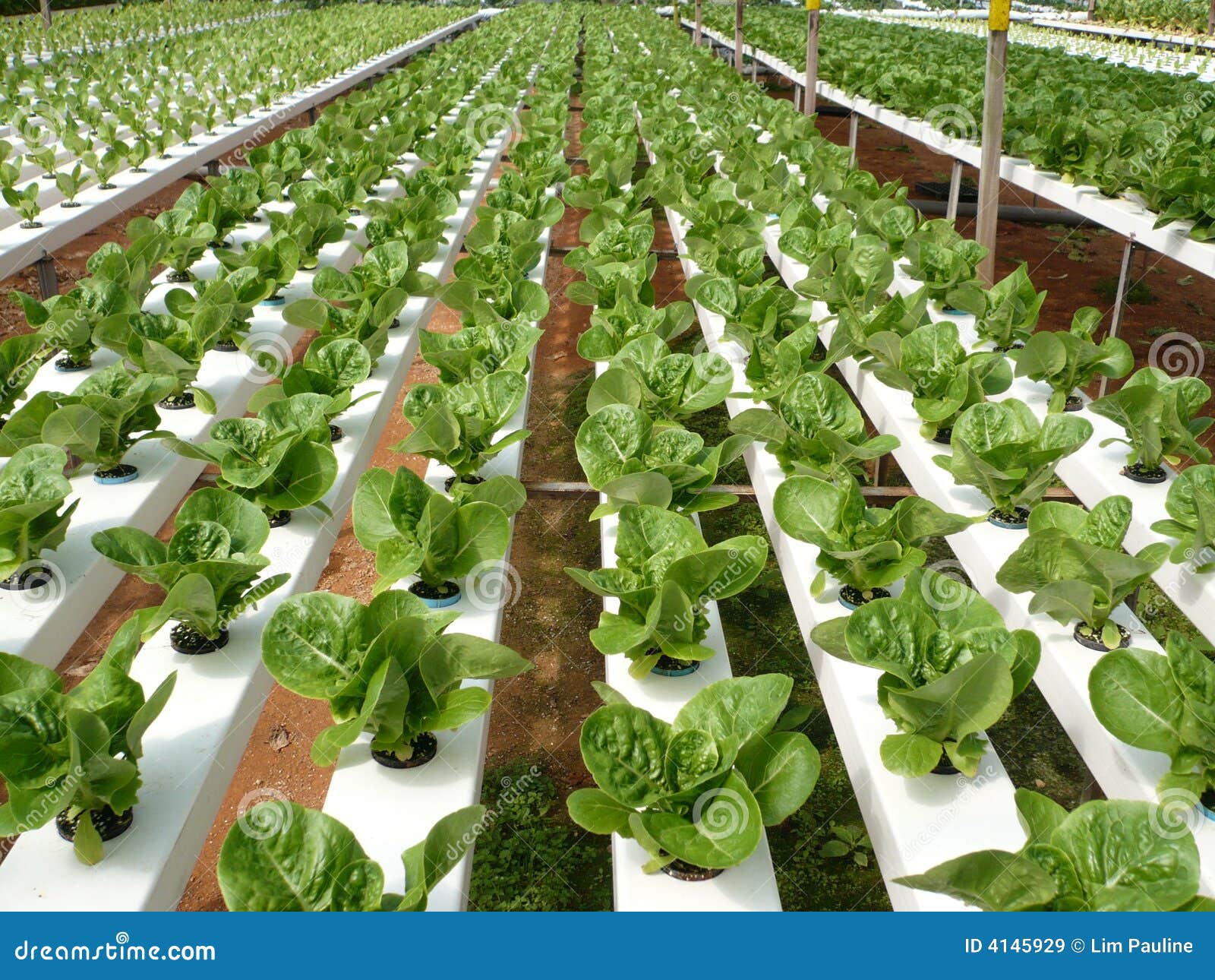 VEGETABLES Farm stock image. Image of fresh, greens, neat - 4145929