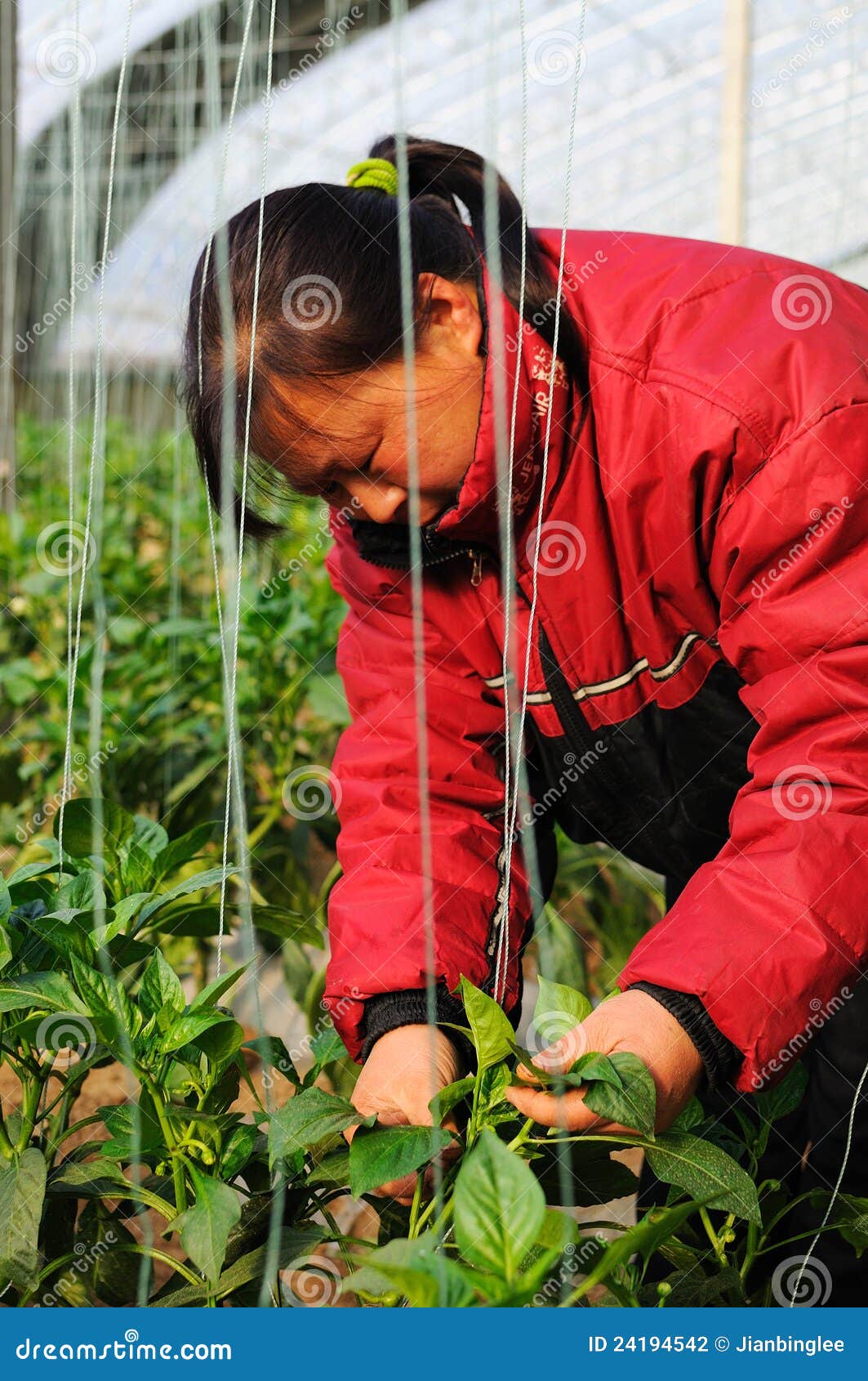Vegetables farmers editorial photography. Image of environmental - 24194542